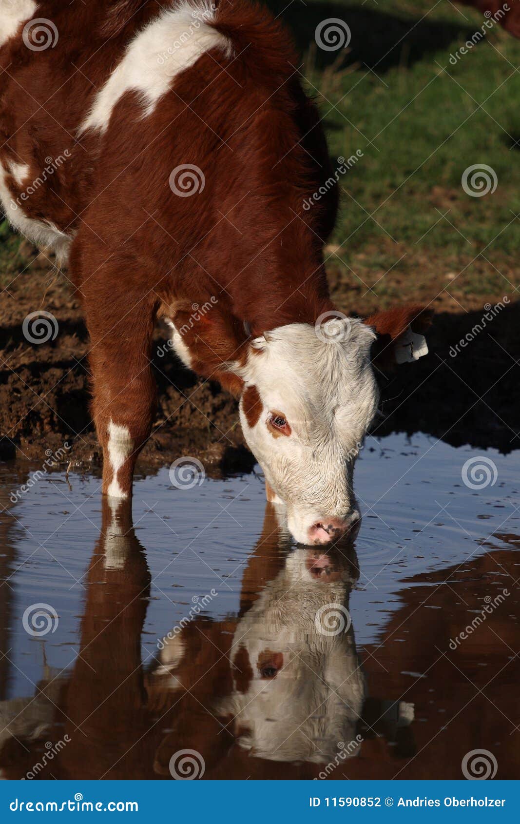 Calf drinking water stock photo. Image of mammal, cattle - 11590852
