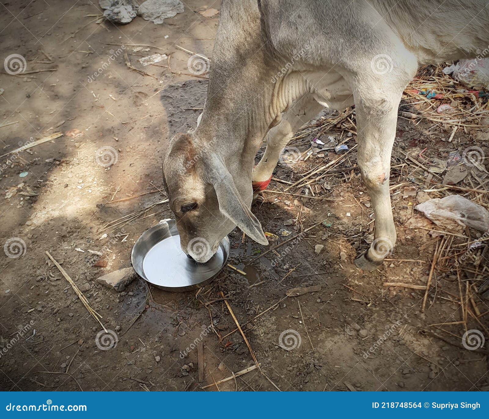 A Calf Drinking Water in a Vessel Stock Photo - Image of bovine ...