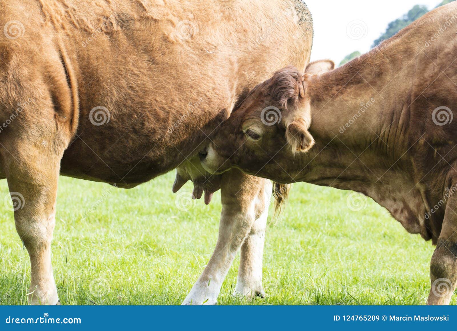 Calf Drinks Milk from the Udders Stock Image - Image of head ...