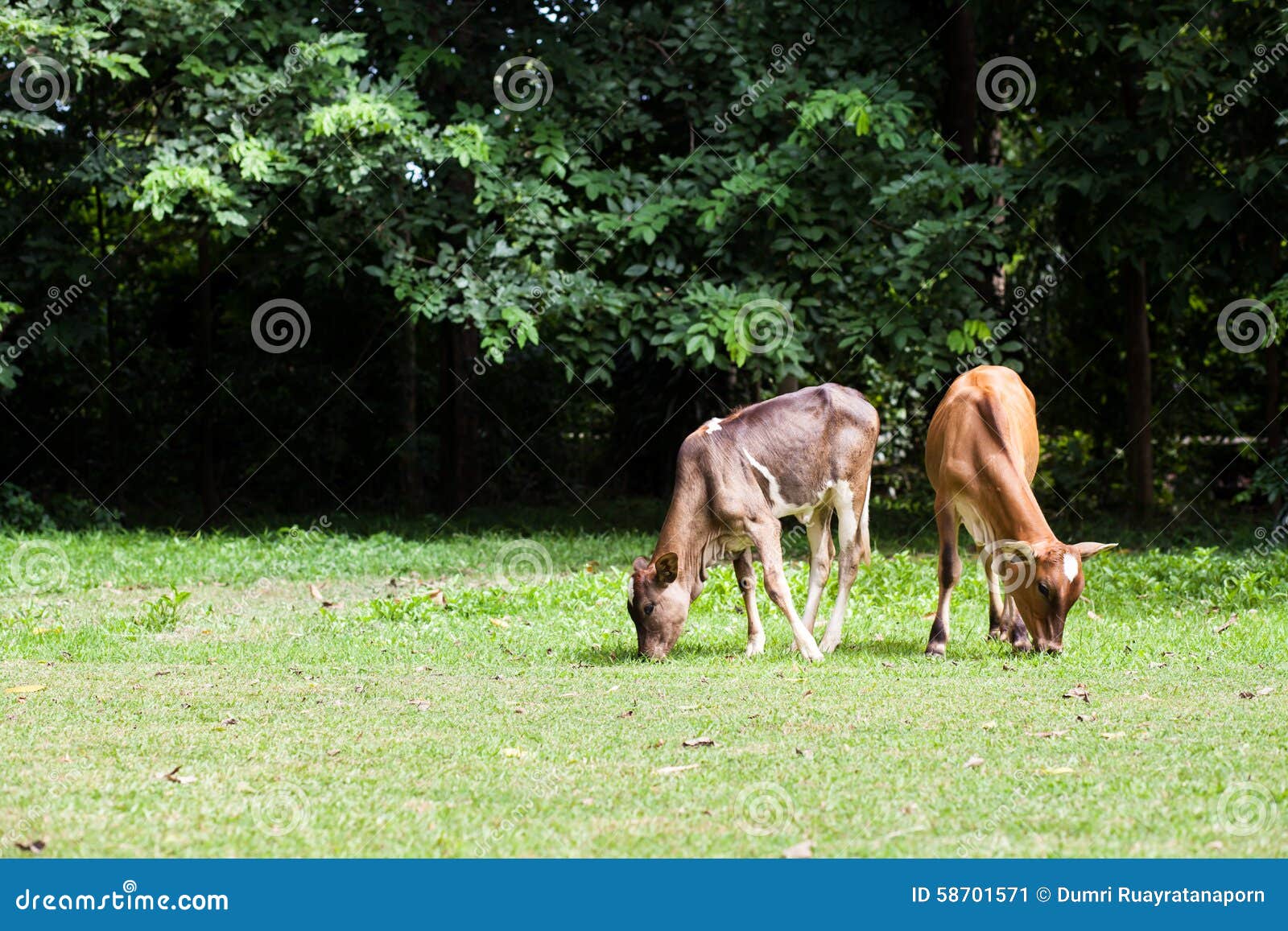 Calf eat grass stock image. Image of baby, meadow, curious - 58701571
