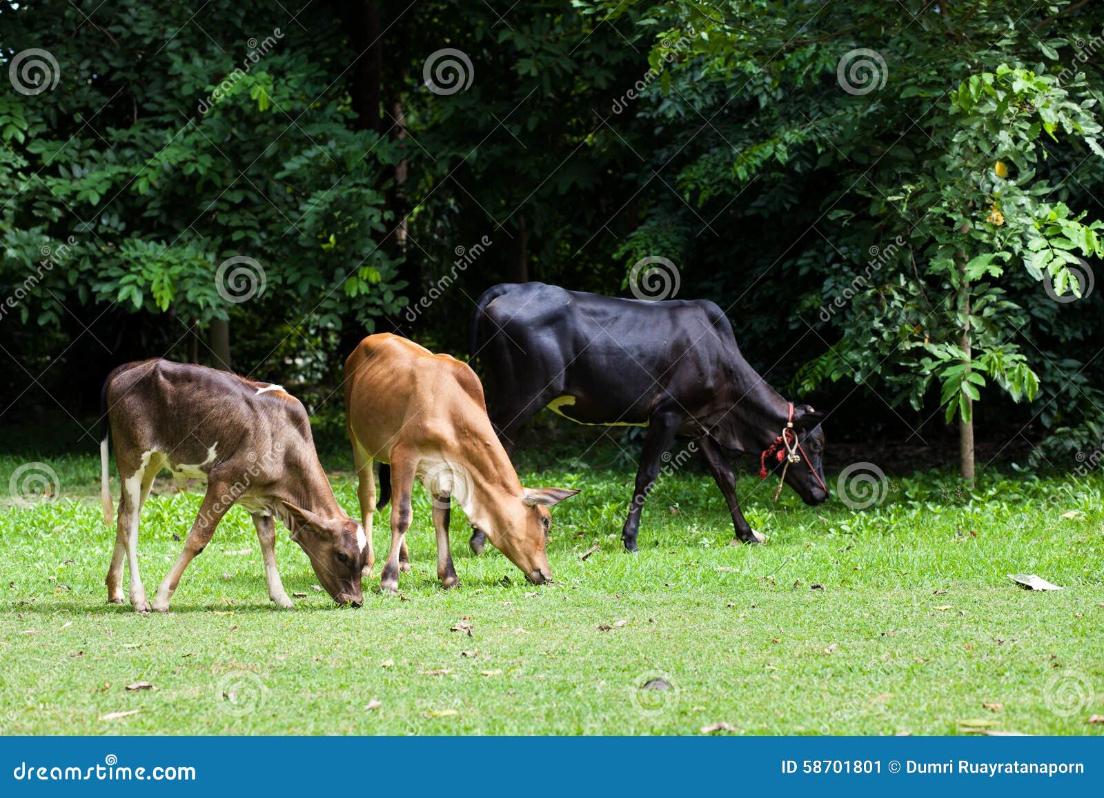 Calf eat grass stock image. Image of green, group, landscape - 58701801