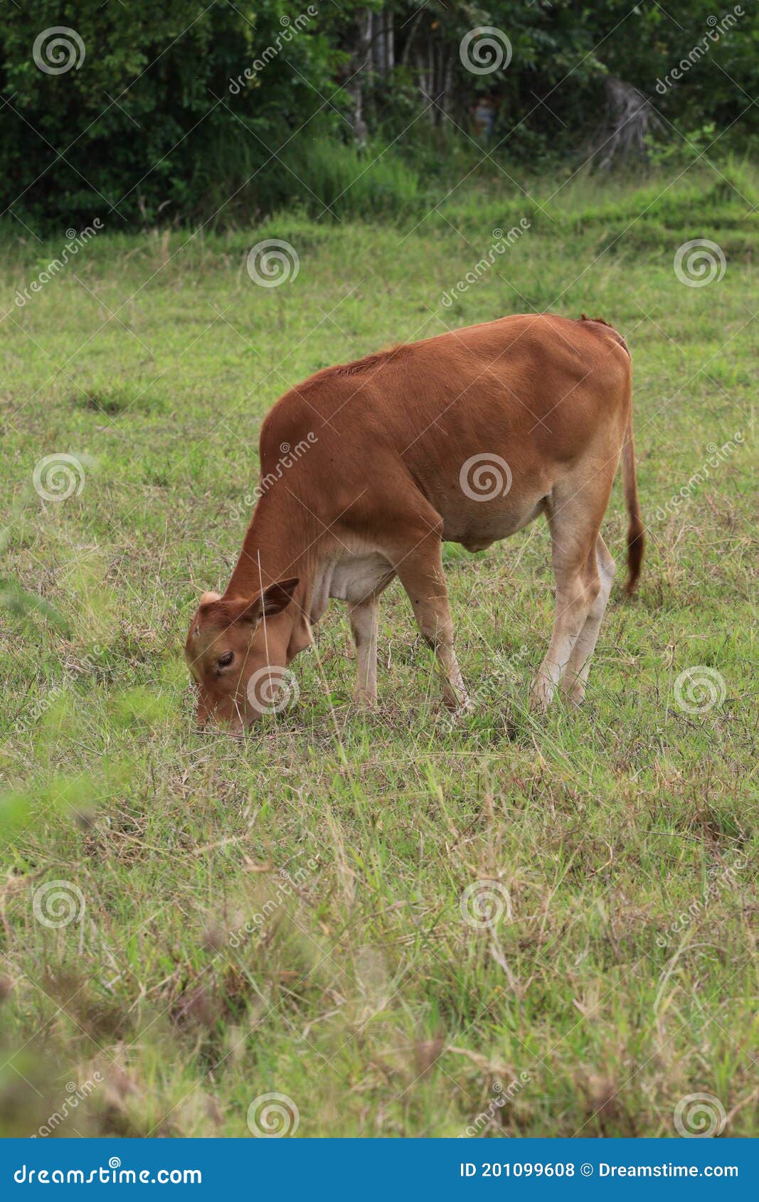A calf eat grass stock photo. Image of grazing, bovine - 201099608