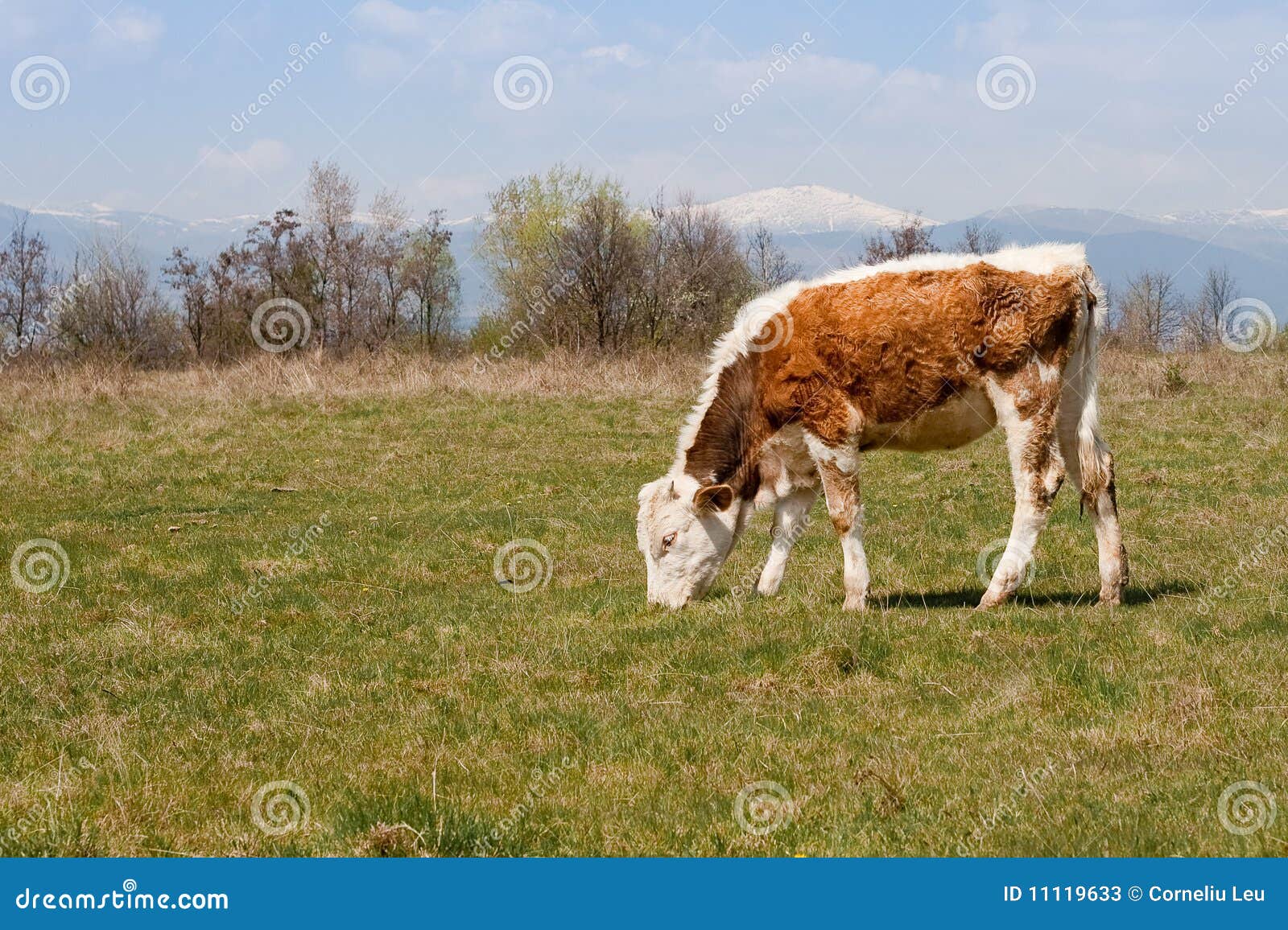 Cow Calf Eating A Dry Grass,Brahman Calves, Brown Calves, Cows, Young ...