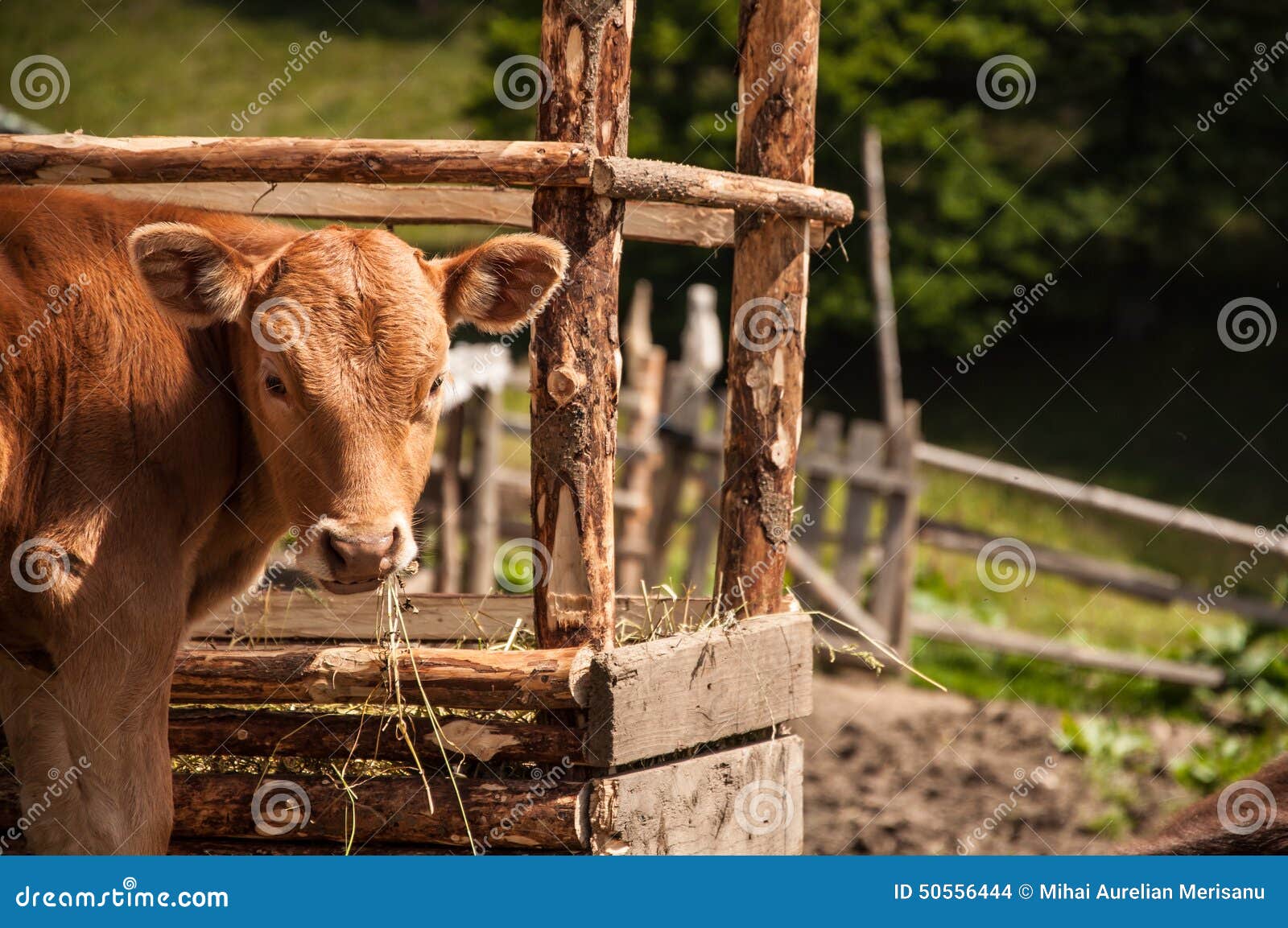Cow Calf Eating A Dry Grass,Brahman Calves, Brown Calves, Cows, Young ...