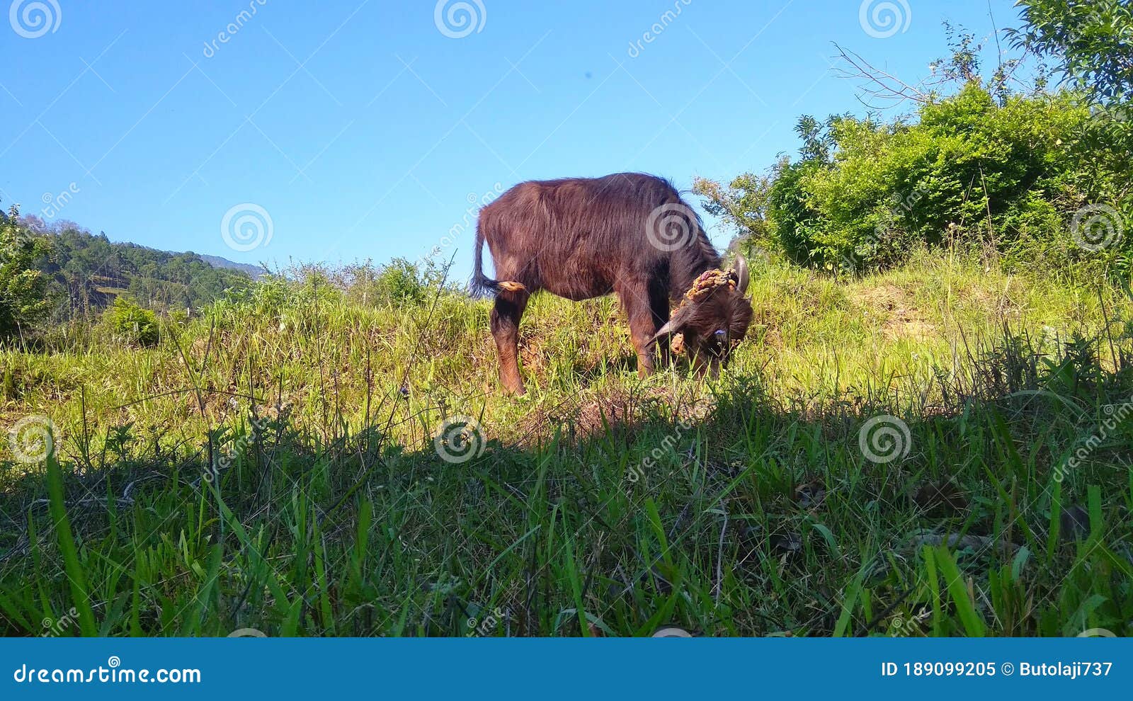 A Calf Eating Grass on Grass Field Stock Image - Image of furniture ...