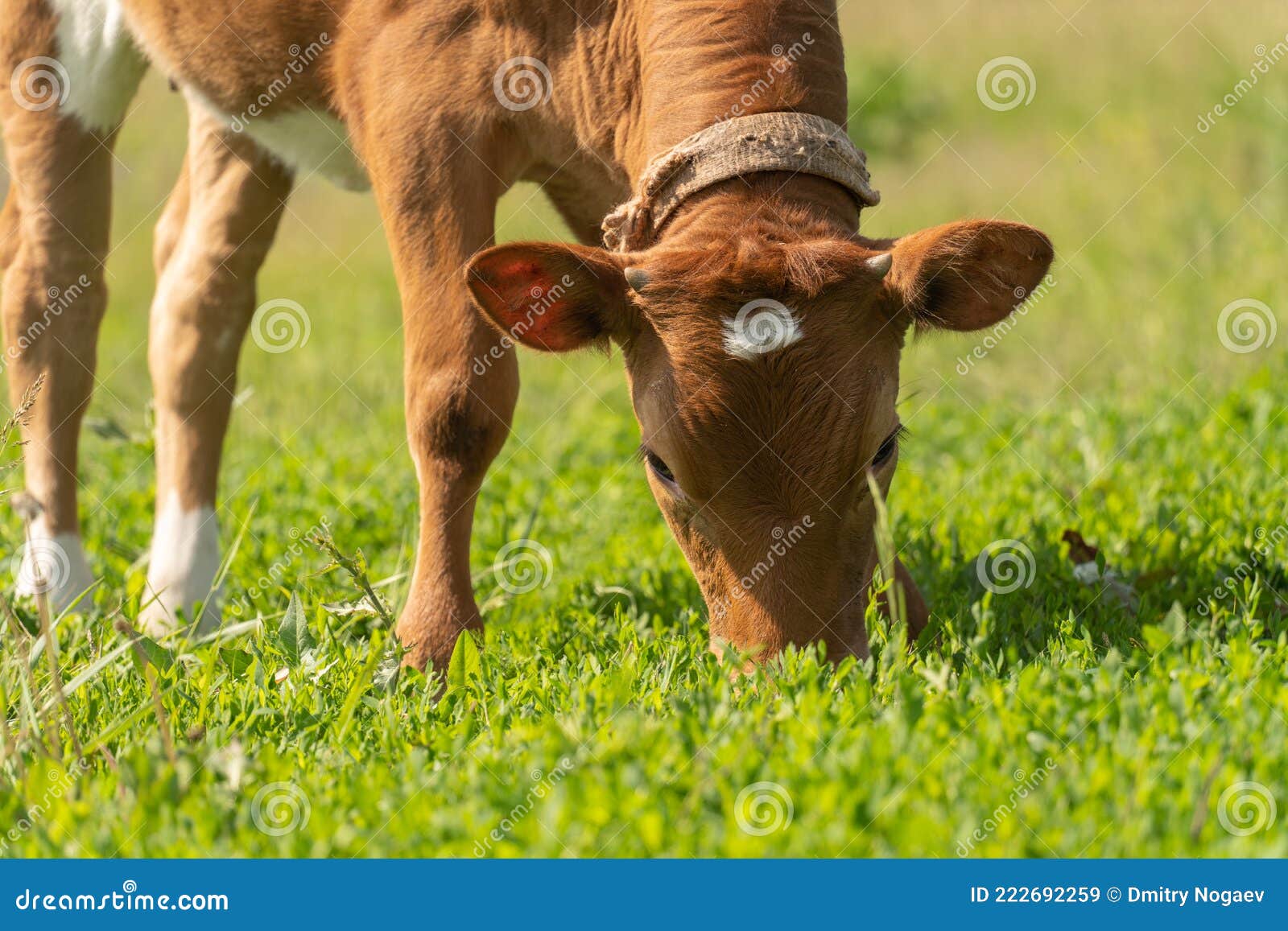 A Calf Eating Grass in a Meadow, Close-up Stock Image - Image of field ...
