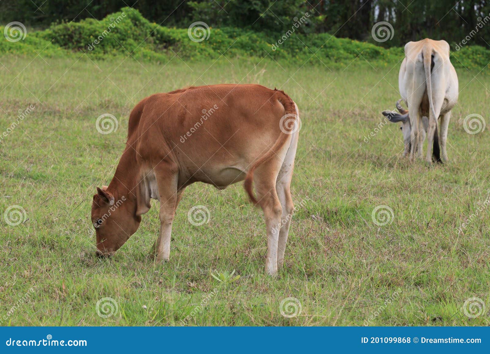 Calf eating grass stock photo. Image of bovine, cattle - 201099868