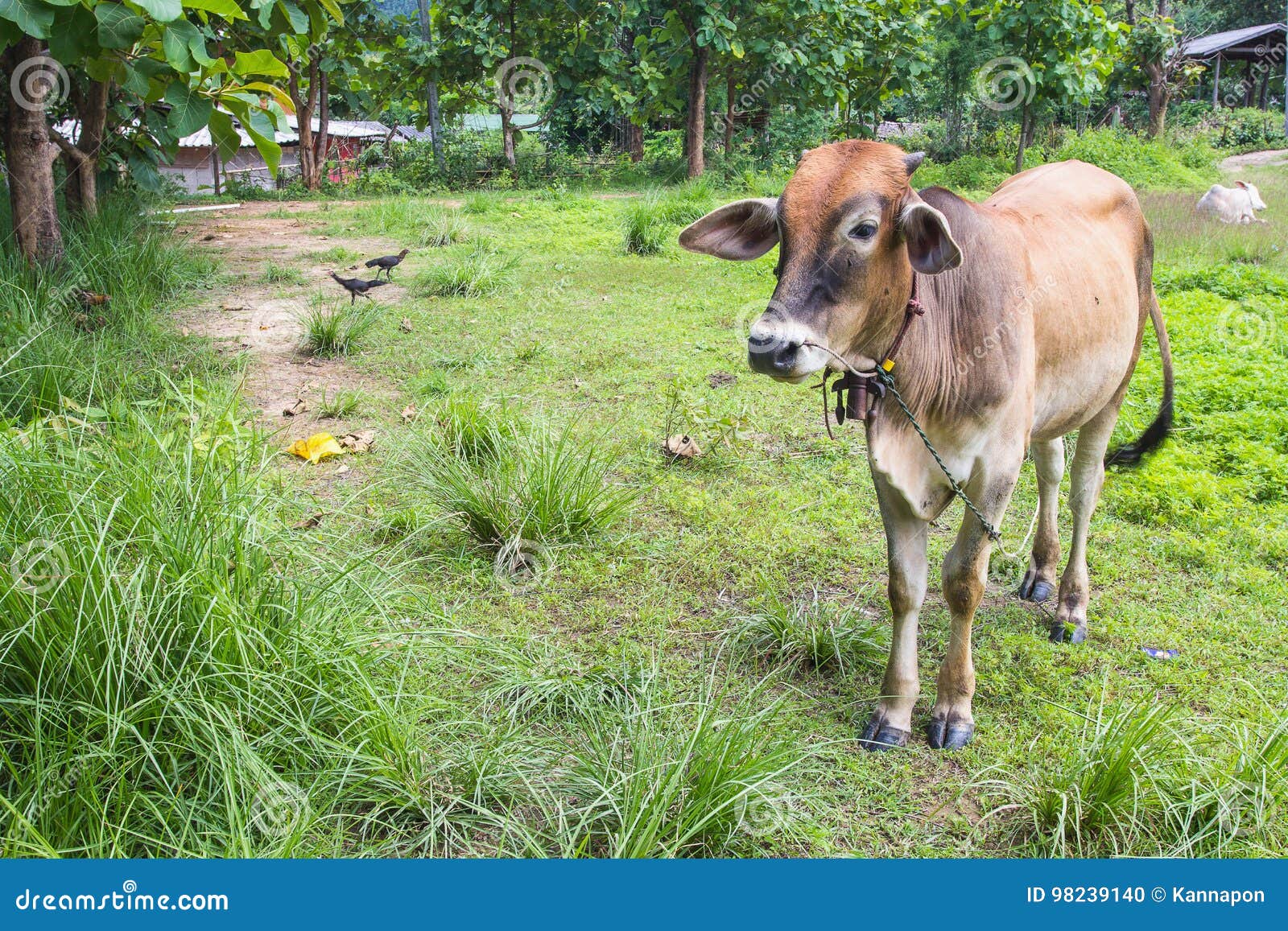 A calf is eating grass stock photo. Image of plant, tree - 98239140