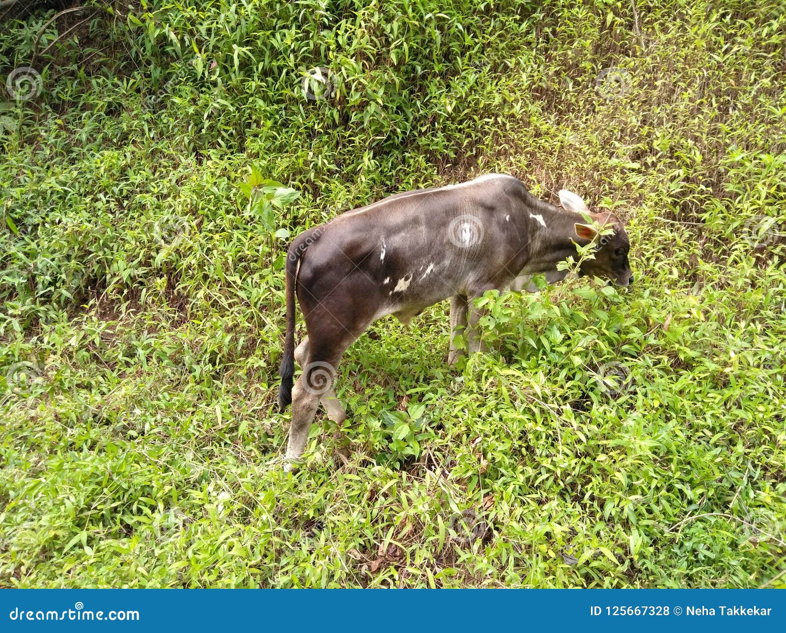 Calf Grazing the Green Grass Stock Photo - Image of calf, green: 125667328