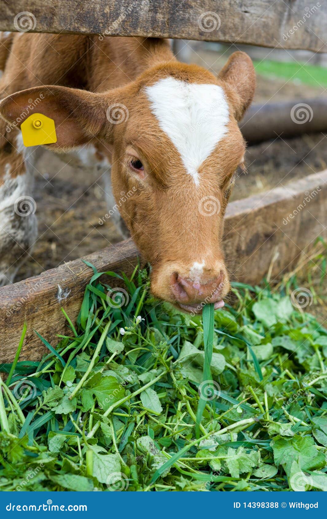 Calf Eating Green Rich Fodder Stock Photo - Image of feed, summer: 14398388
