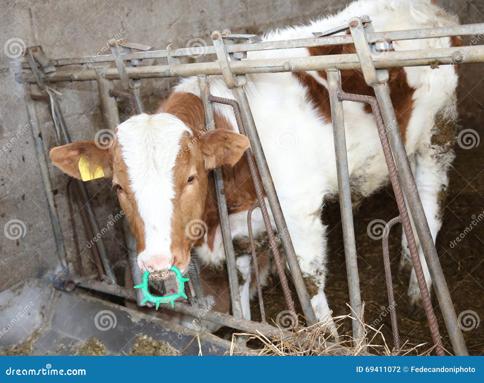Calf while Eating the Straw in the Barn Stock Photo - Image of ...