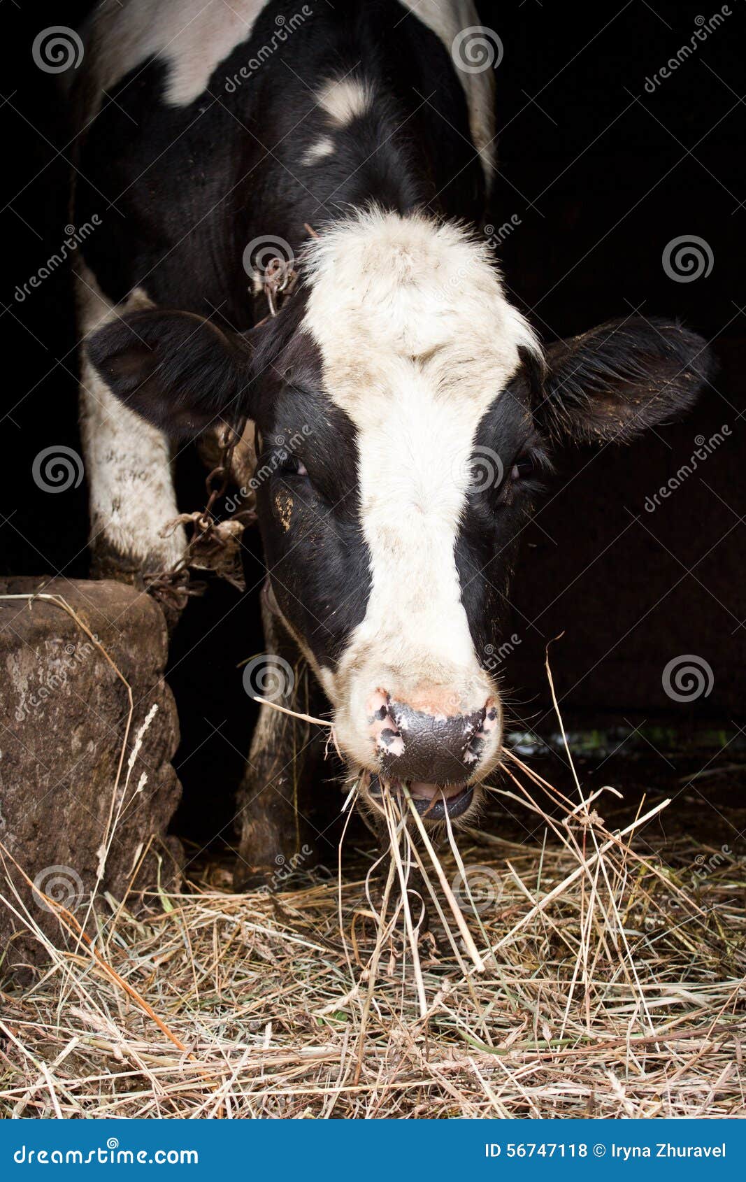 Calf stock photo. Image of animals, open, freshness, food - 56747118