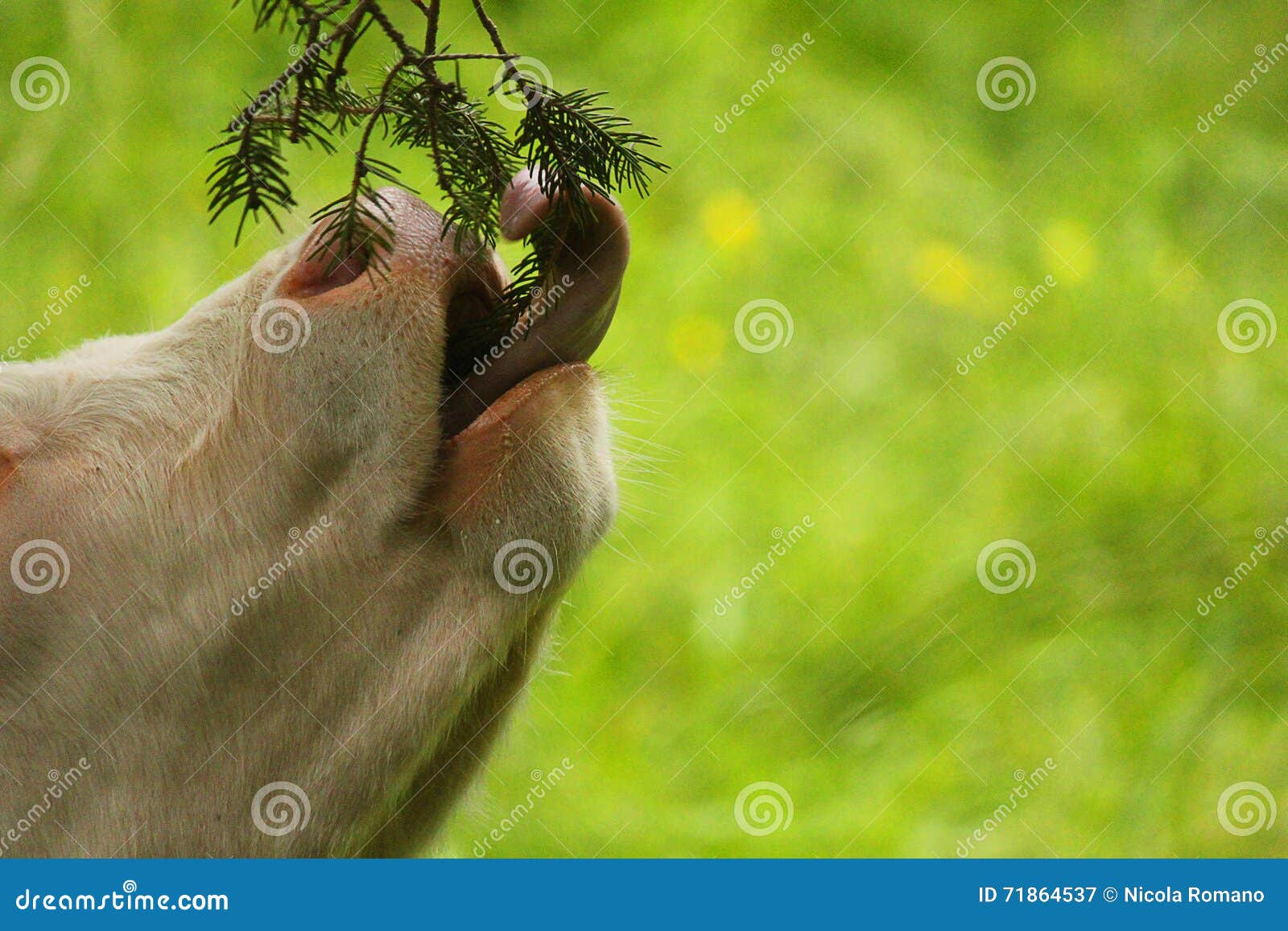 Calf eating a tree branch stock image. Image of branch - 71864537