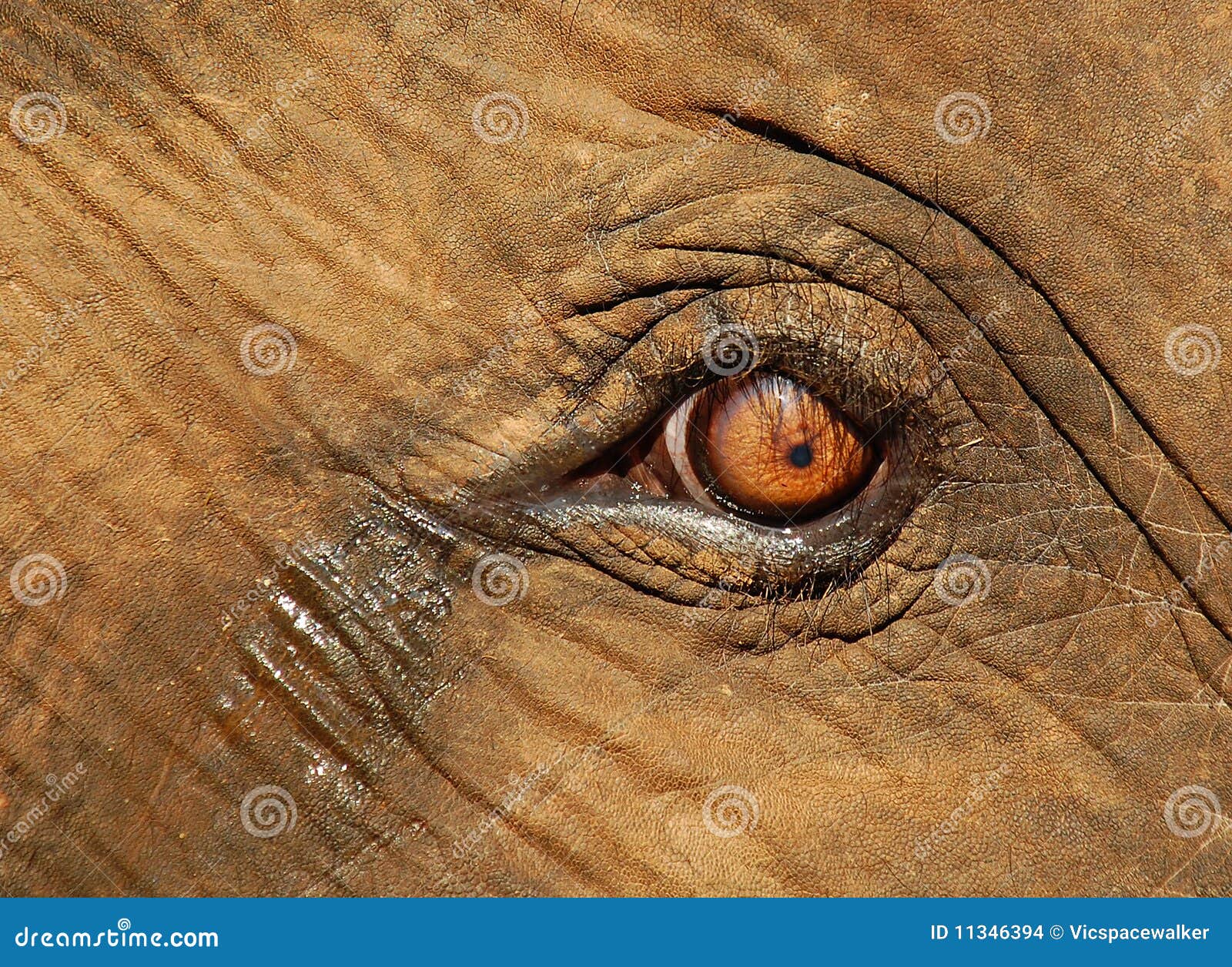 Calf Elephant Crying Eye stock photo. Image of trunk - 11346394