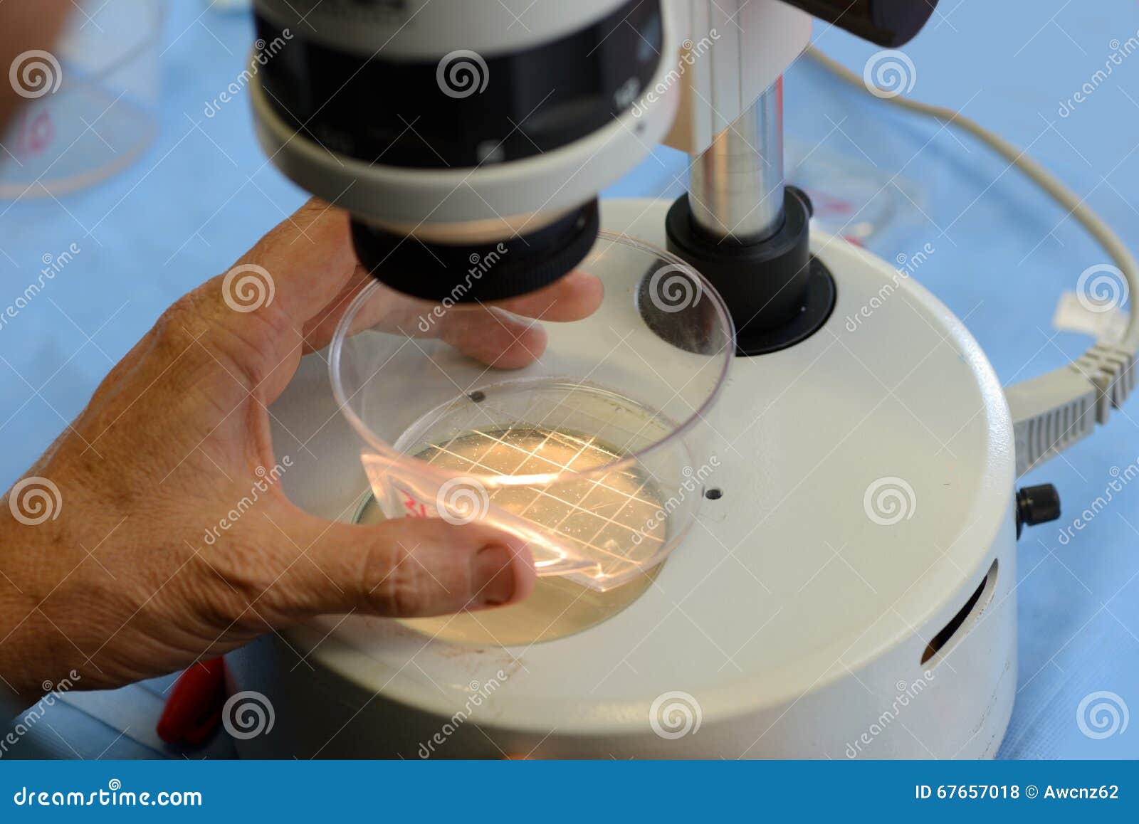 Calf Embryos Royalty-Free Stock Image | CartoonDealer.com #67657018