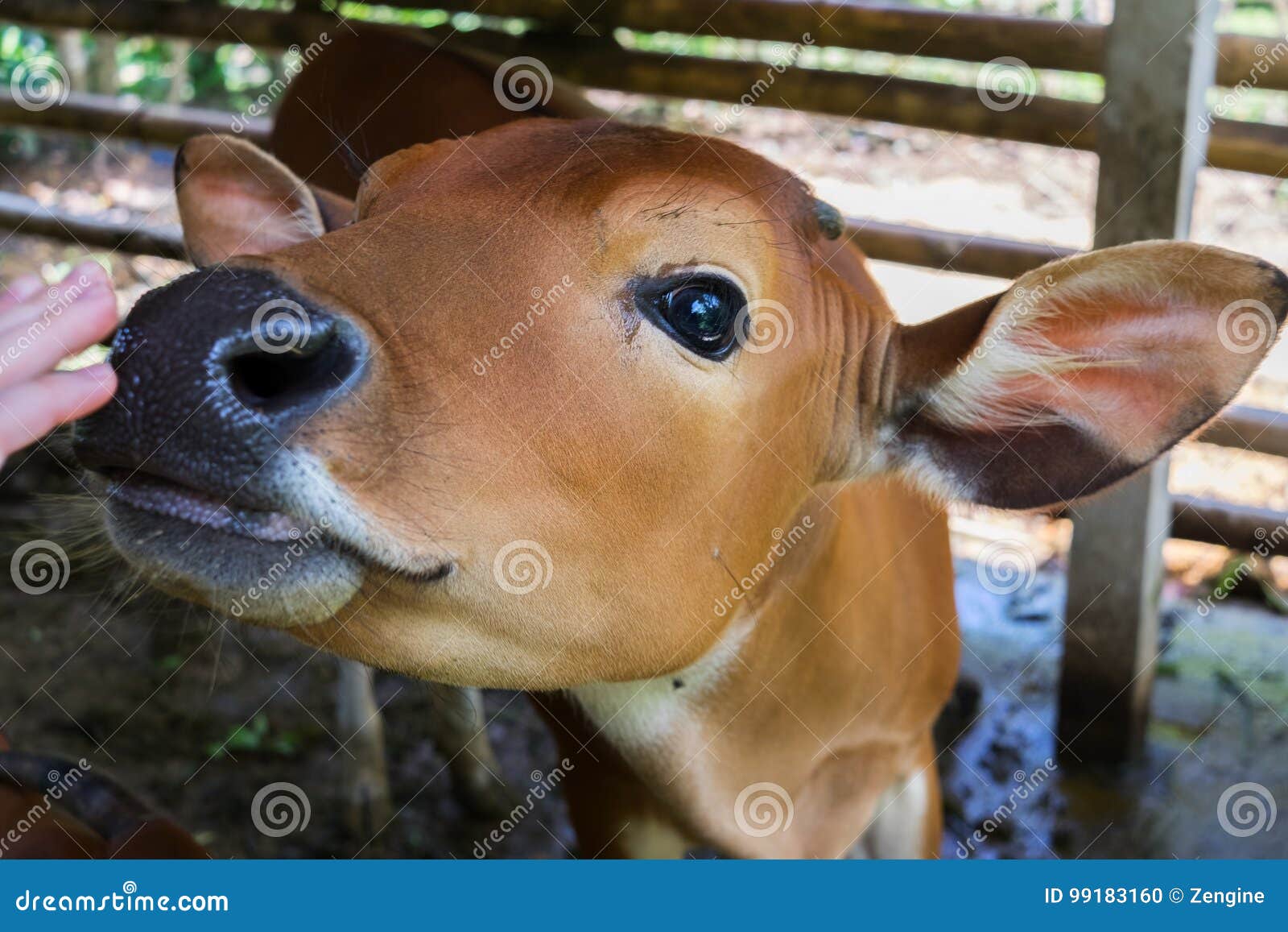 Calf face stock photo. Image of bull, country, agriculture - 99183160