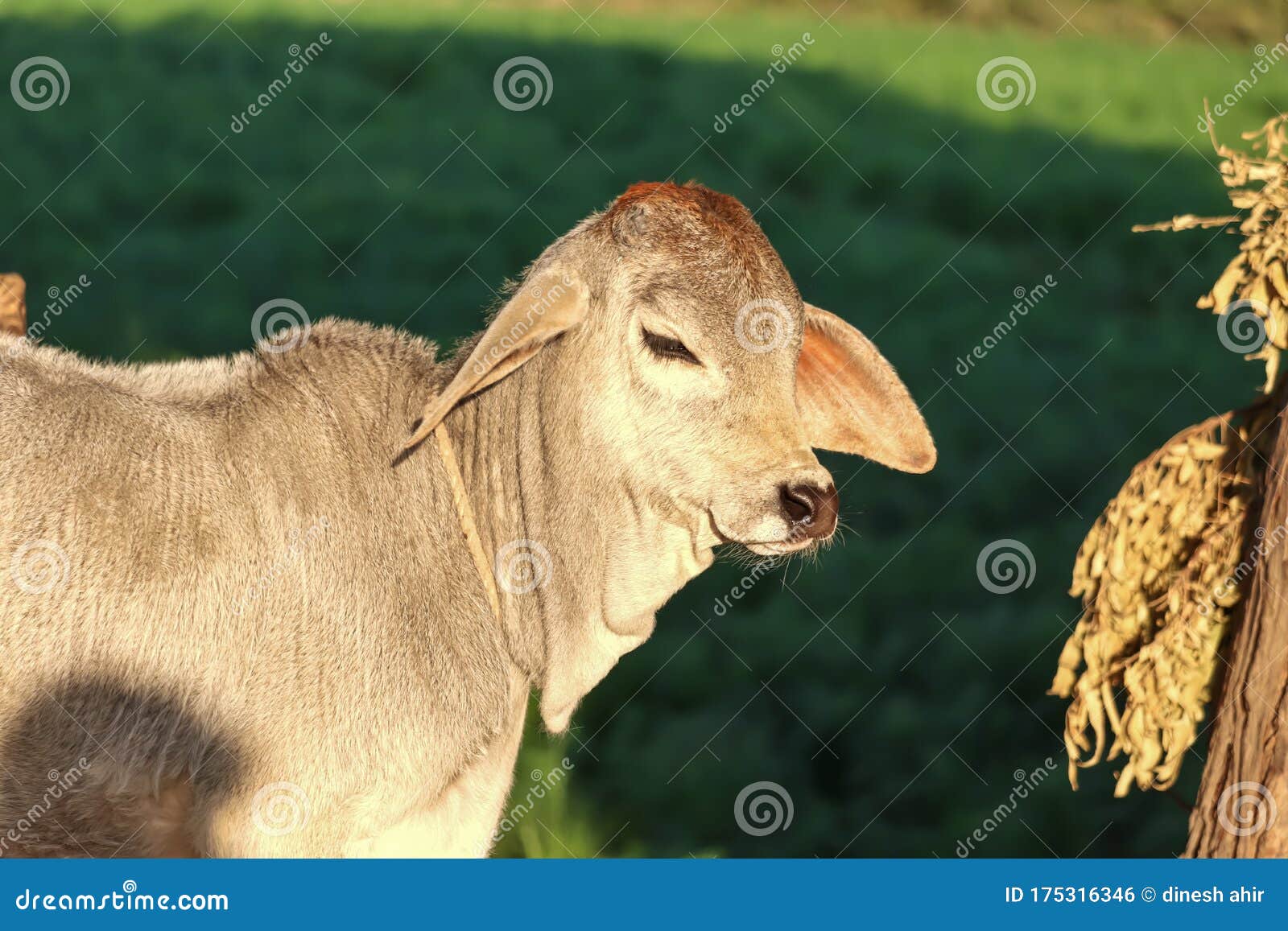 Calf Face ,cow Calf Selective Focus,gir Cow Calf Stock Photo - Image of ...