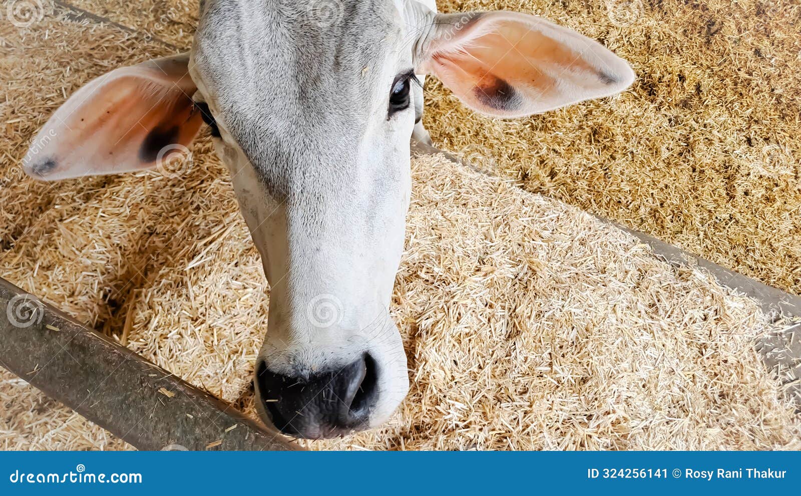 Calf Face Down Eating Fodder Stock Image - Image of calf, indian: 324256141