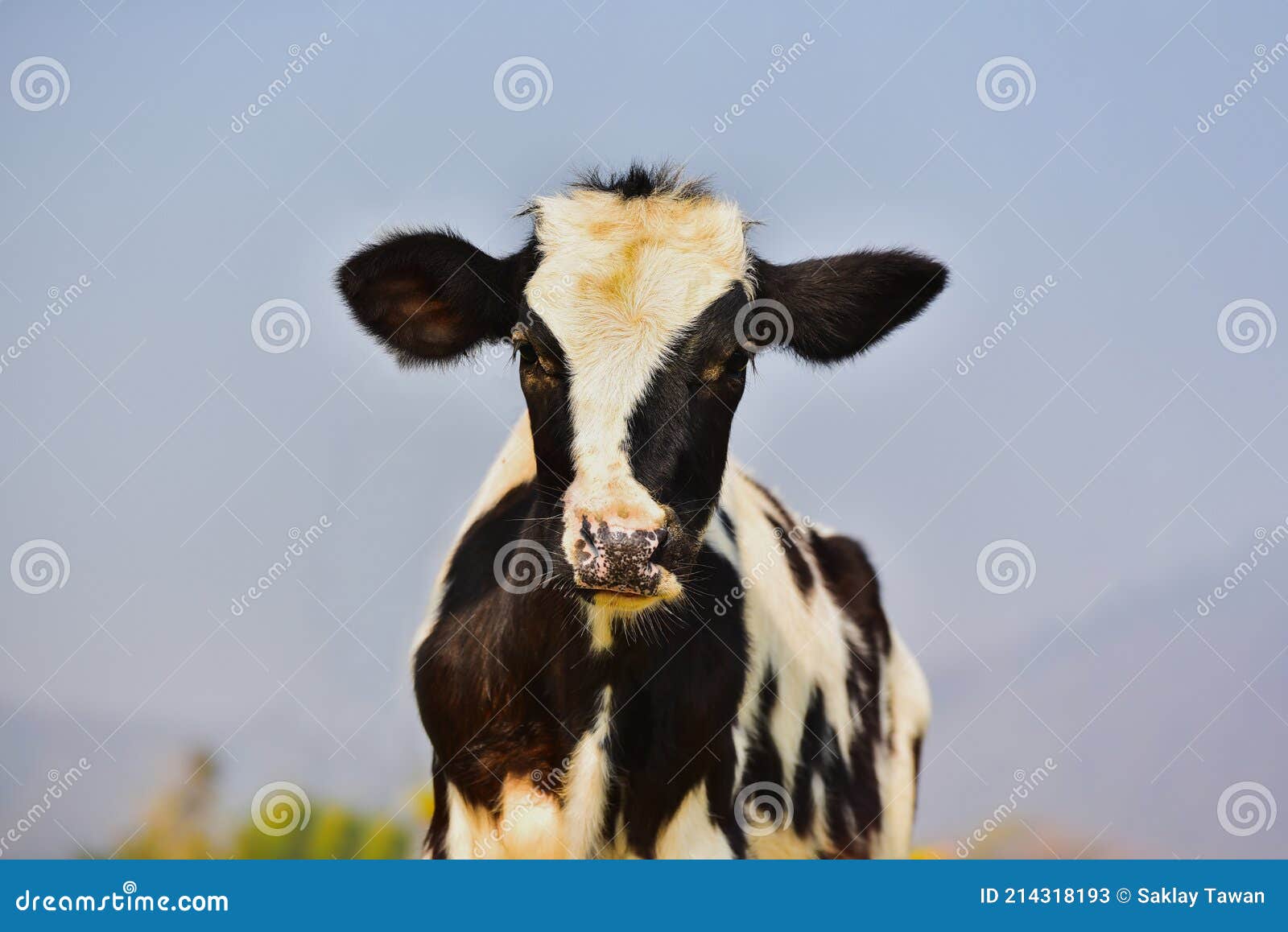 Calf face on nature stock image. Image of cattle, blue - 214318193