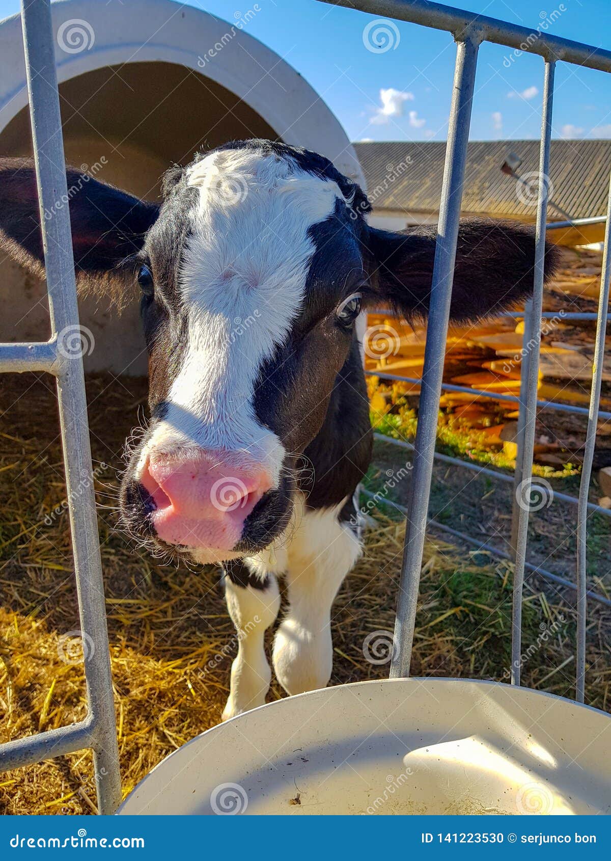 Calf Facing the Camera on the Outside of the Farm Stock Photo - Image ...