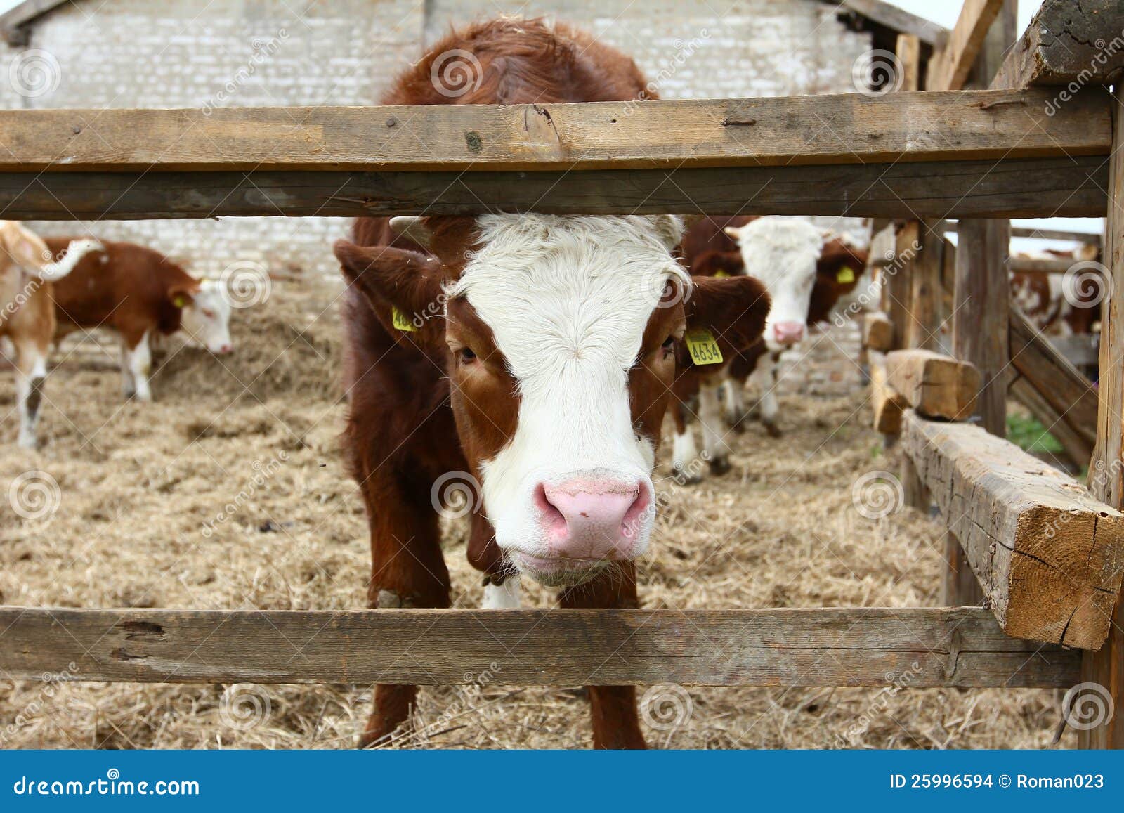 Calf on farm stock photo. Image of profile, farm, calves - 25996594