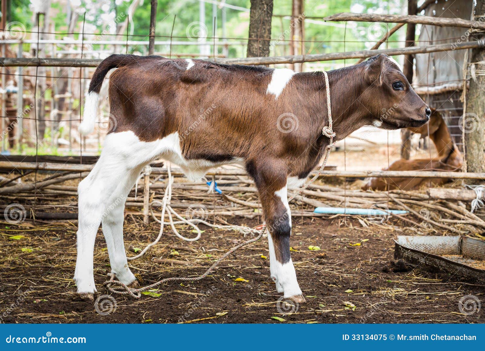 Calf in farm stock image. Image of beef, agriculture - 33134075