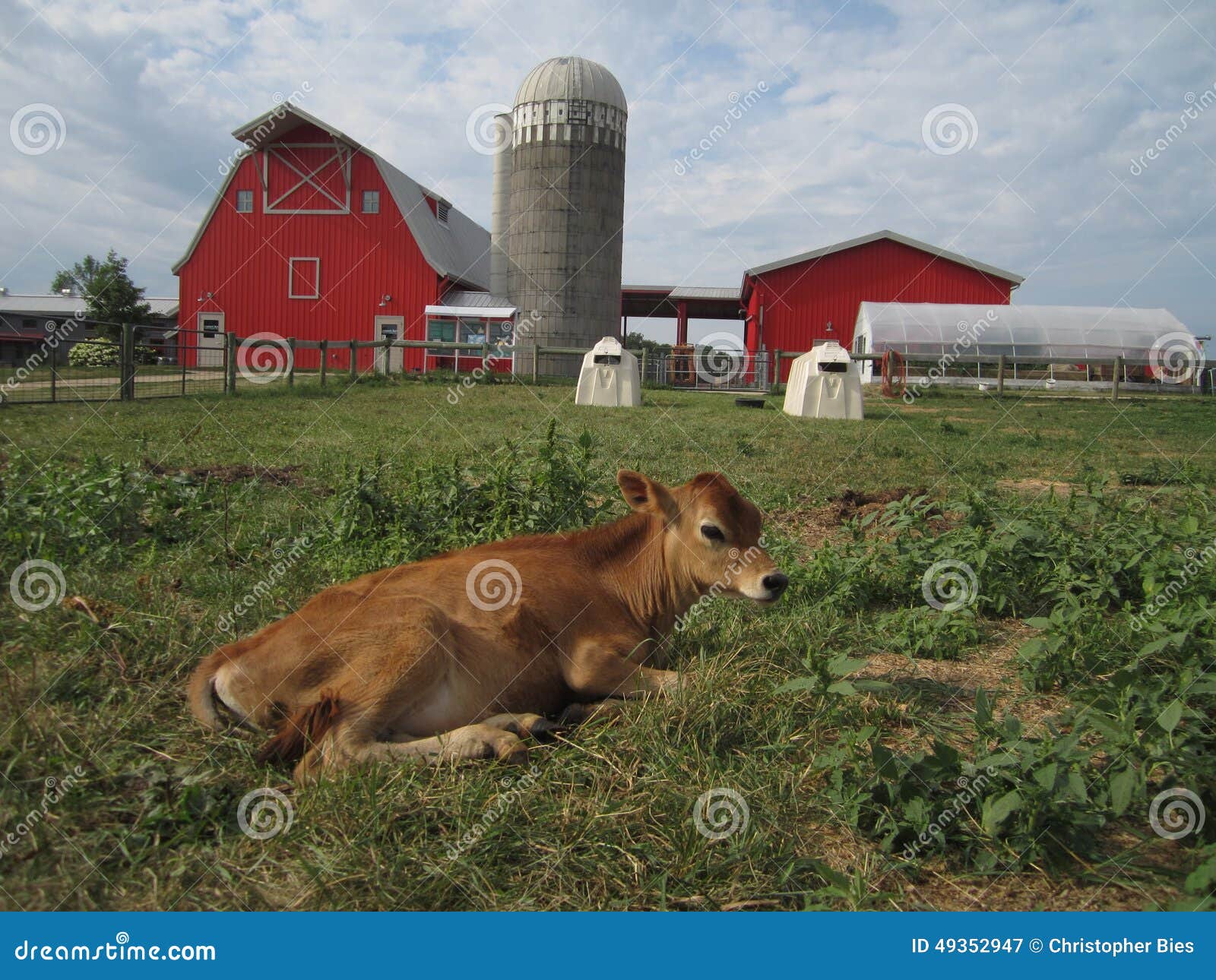 Calf on the farm stock image. Image of cattle, star, farm - 49352947