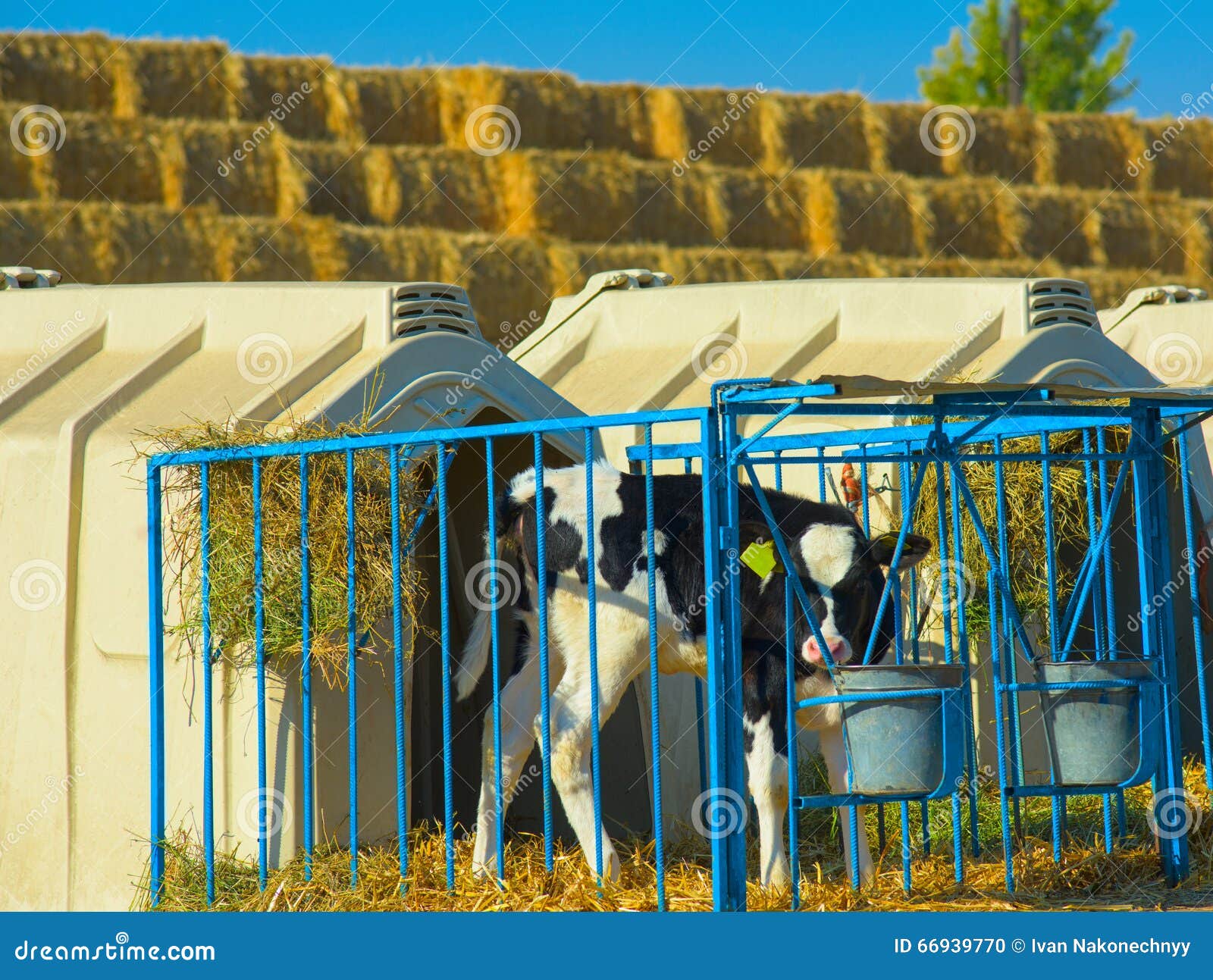 Calf on the farm stock photo. Image of farm, barn, white - 66939770
