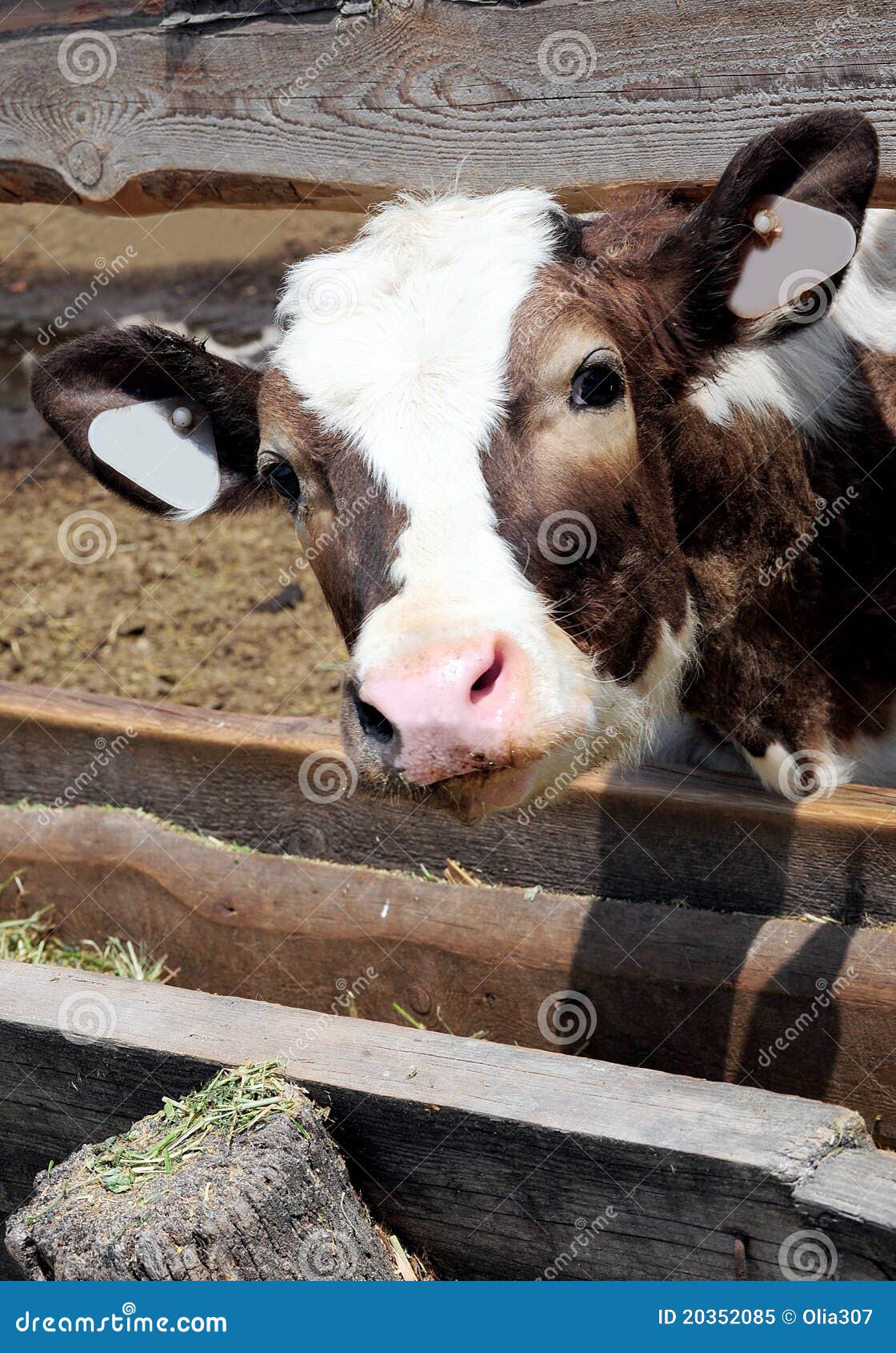 Calf feeding stock image. Image of food, production, cows - 20352085
