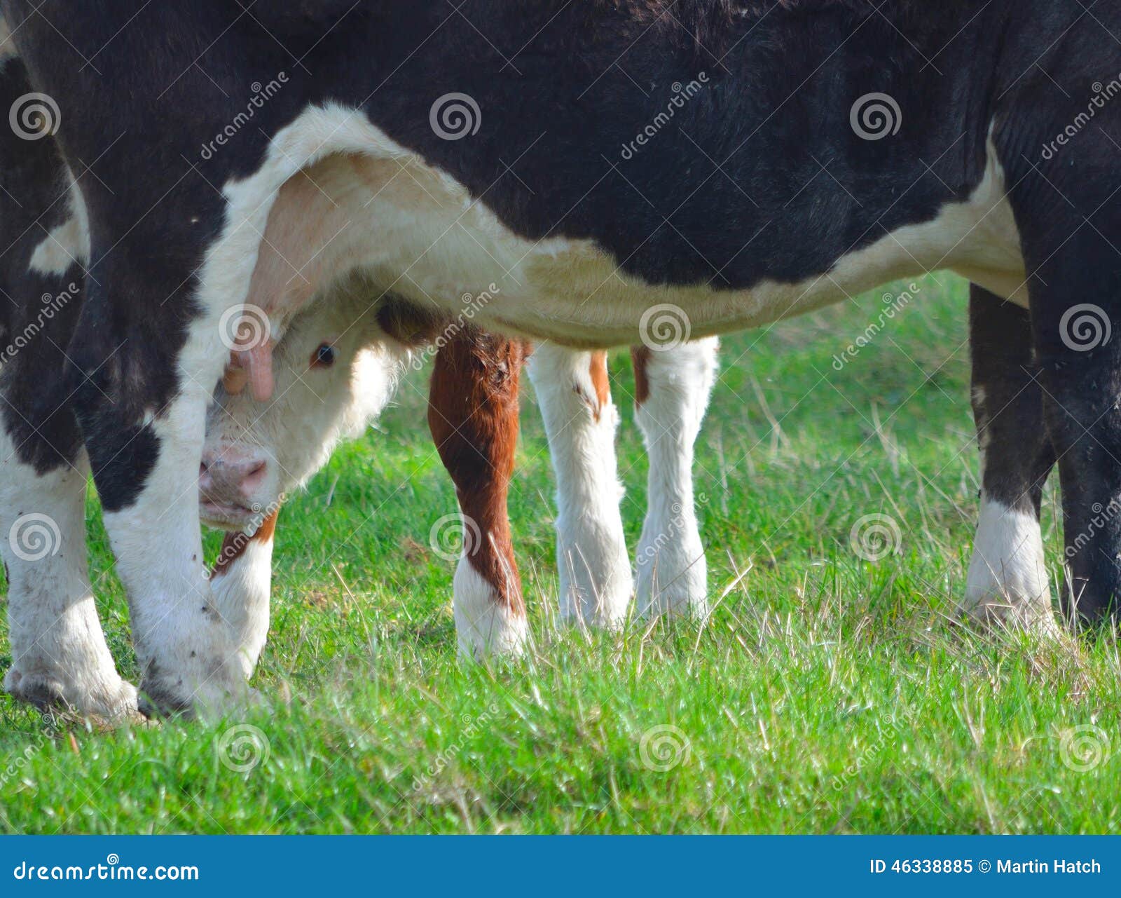 Calf Feeding stock image. Image of large, calf, meadow - 46338885