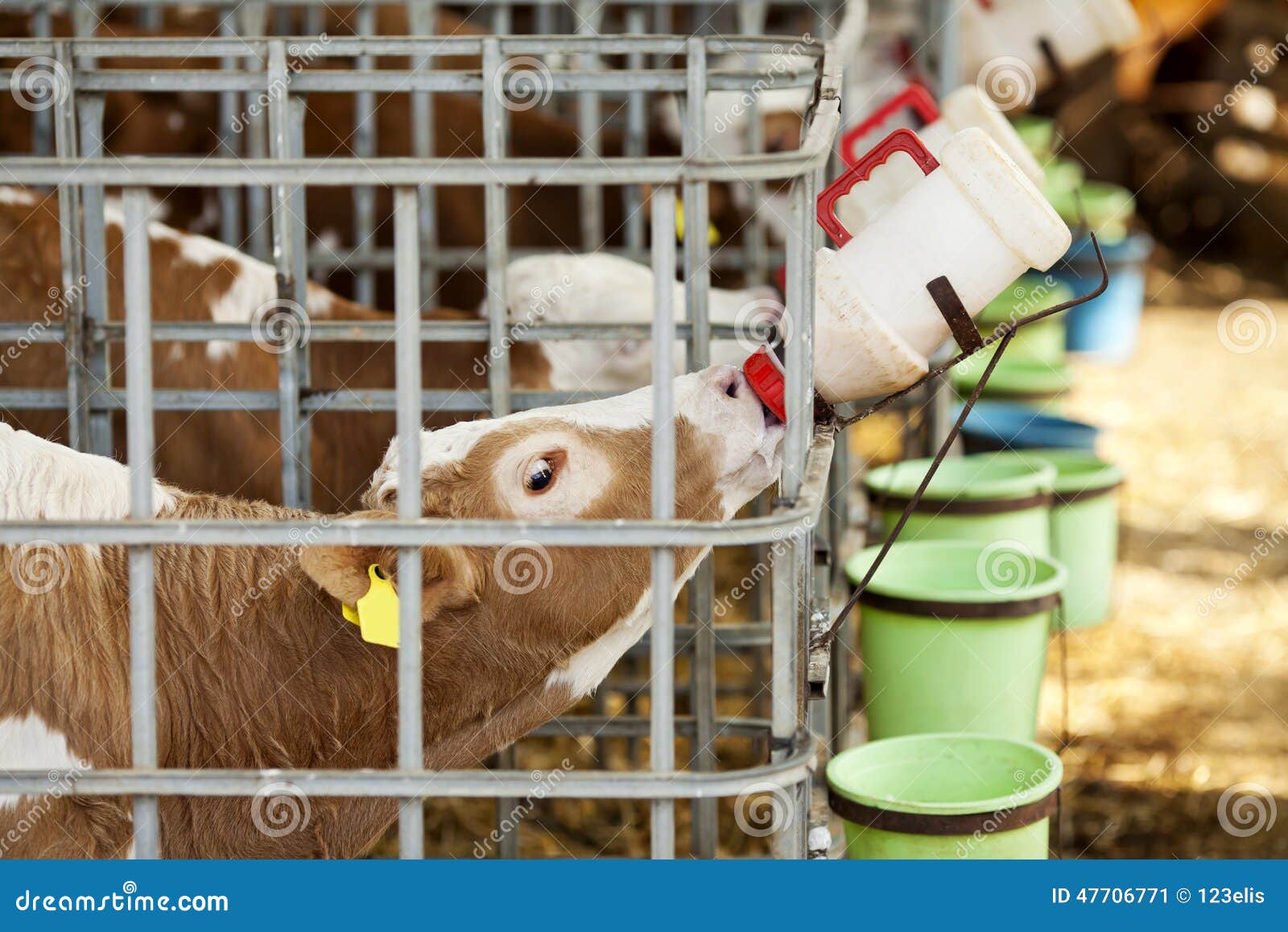 Calf Feeding stock image. Image of livestock, agriculture - 47706771