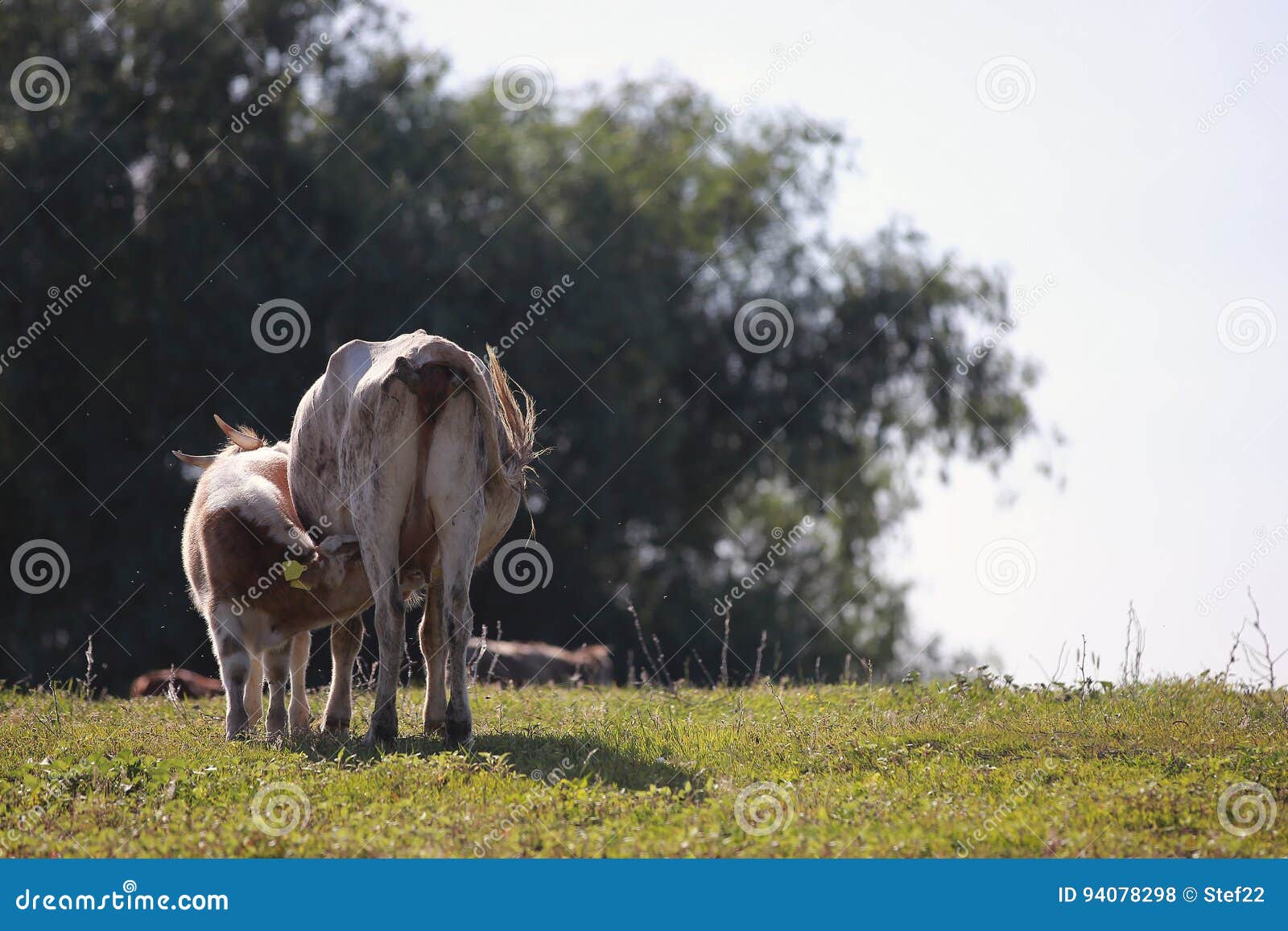 Calf feeding stock photo. Image of eartag, milk, agriculture - 94078298