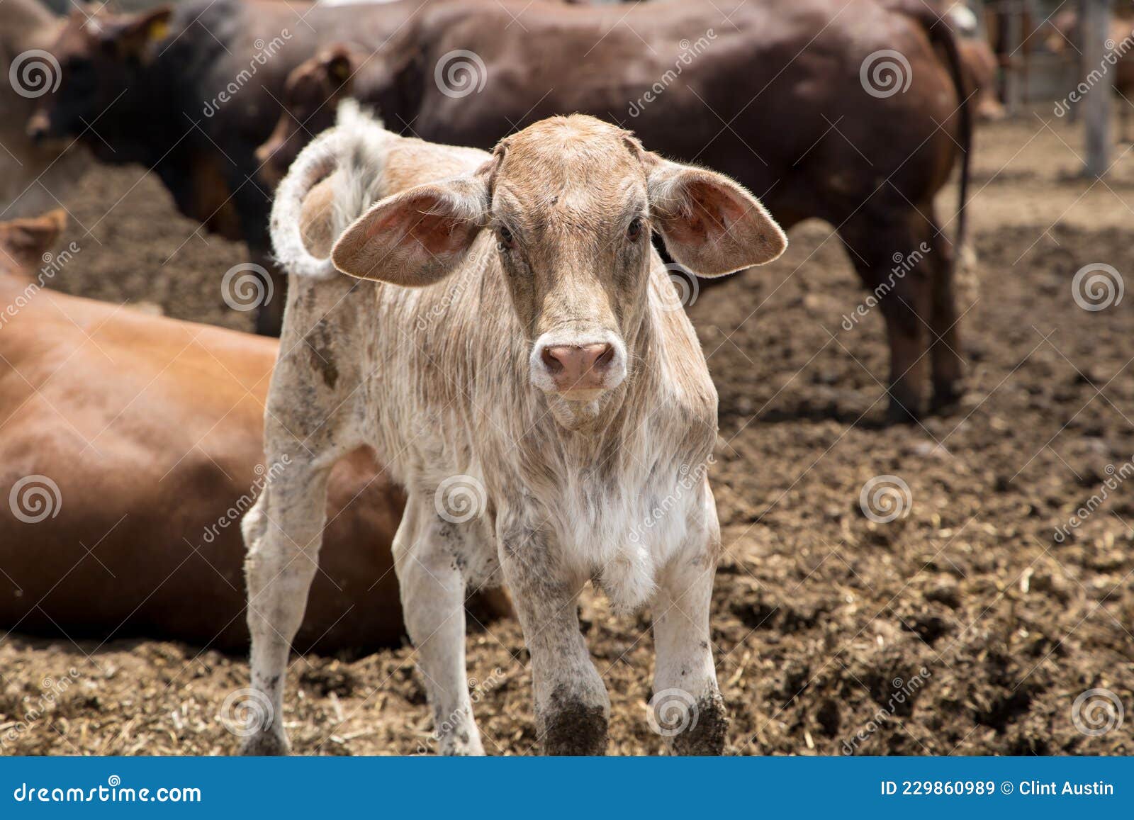 Feedlot Or Feedyard Cattle In South Africa Stock Photography ...