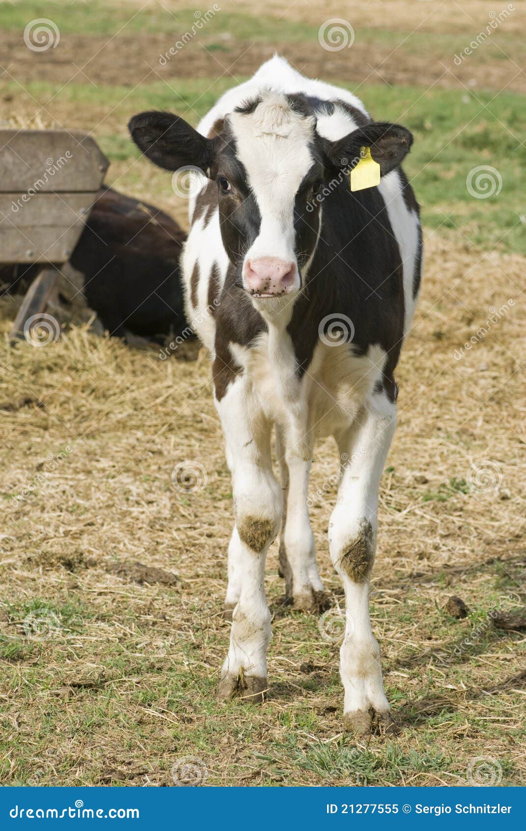 Calf front view stock image. Image of livestock, country - 21277555