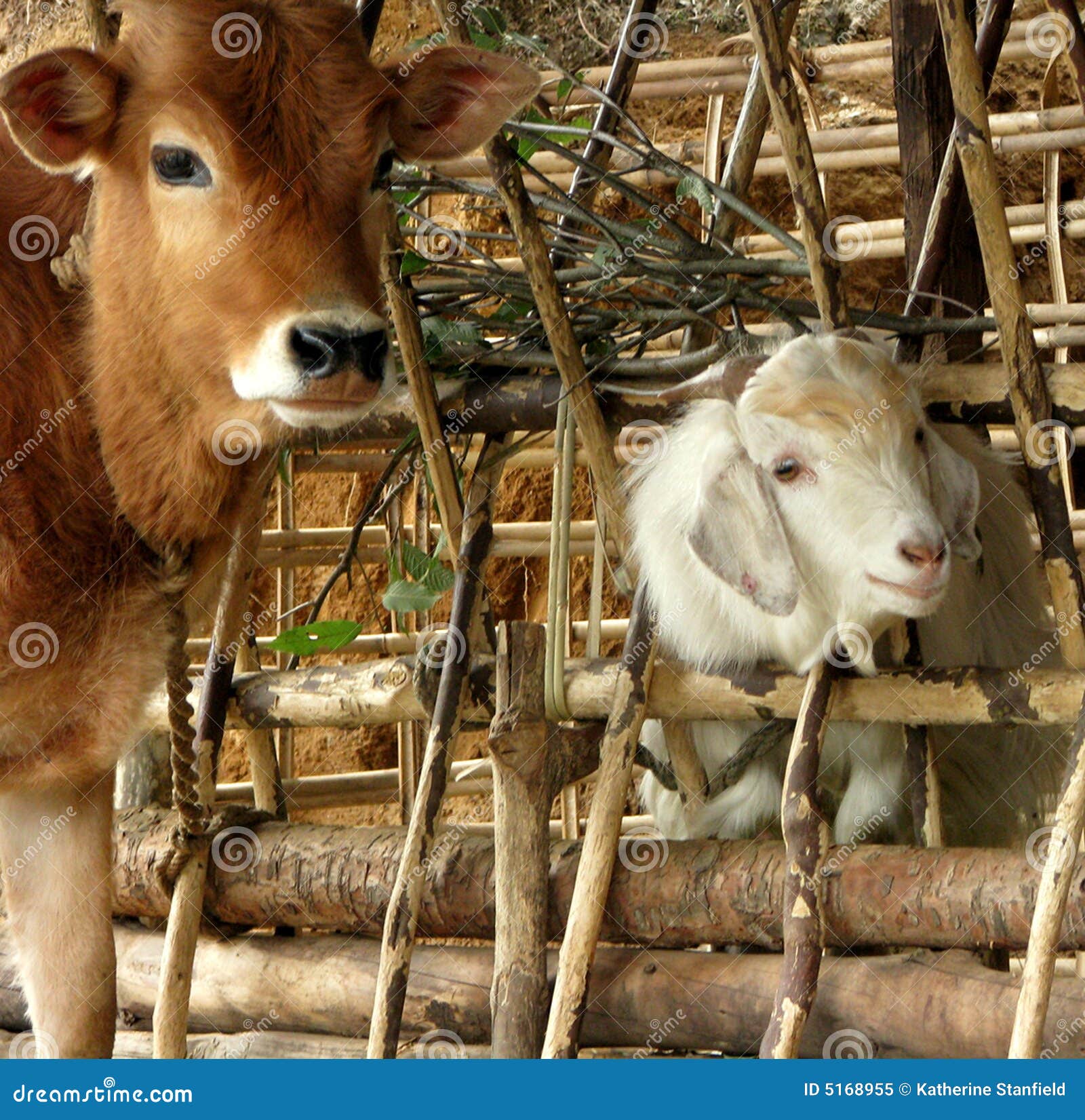 Calf and Goat stock image. Image of goat, white, pair - 5168955