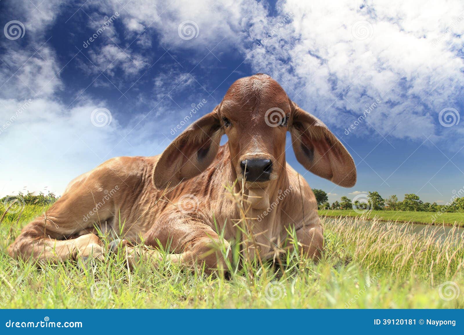 Calf on grass field stock image. Image of farmland, field - 39120181
