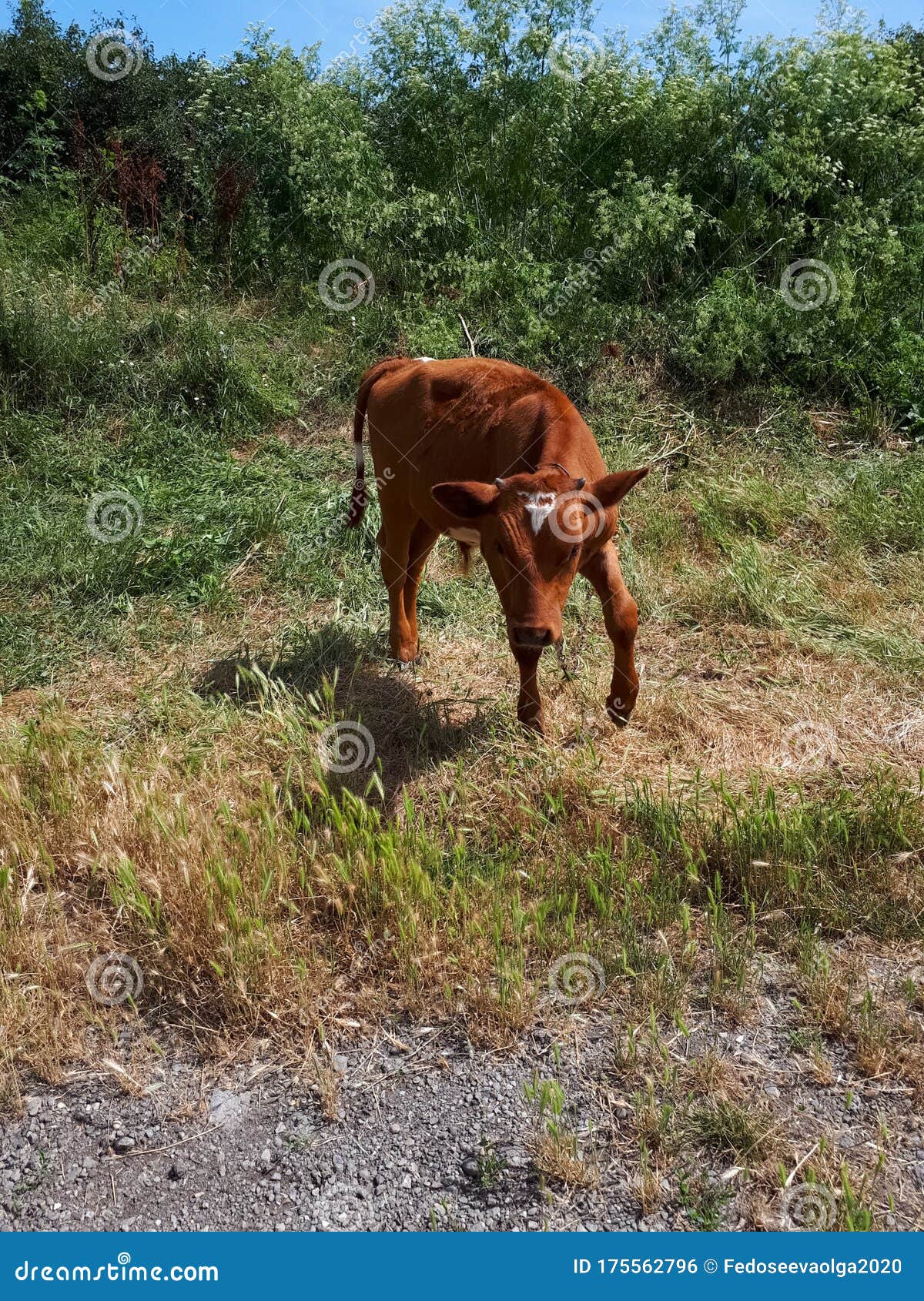 Calf Grazes on the Grass. Cow Cub Stock Photo - Image of animal, mammal ...