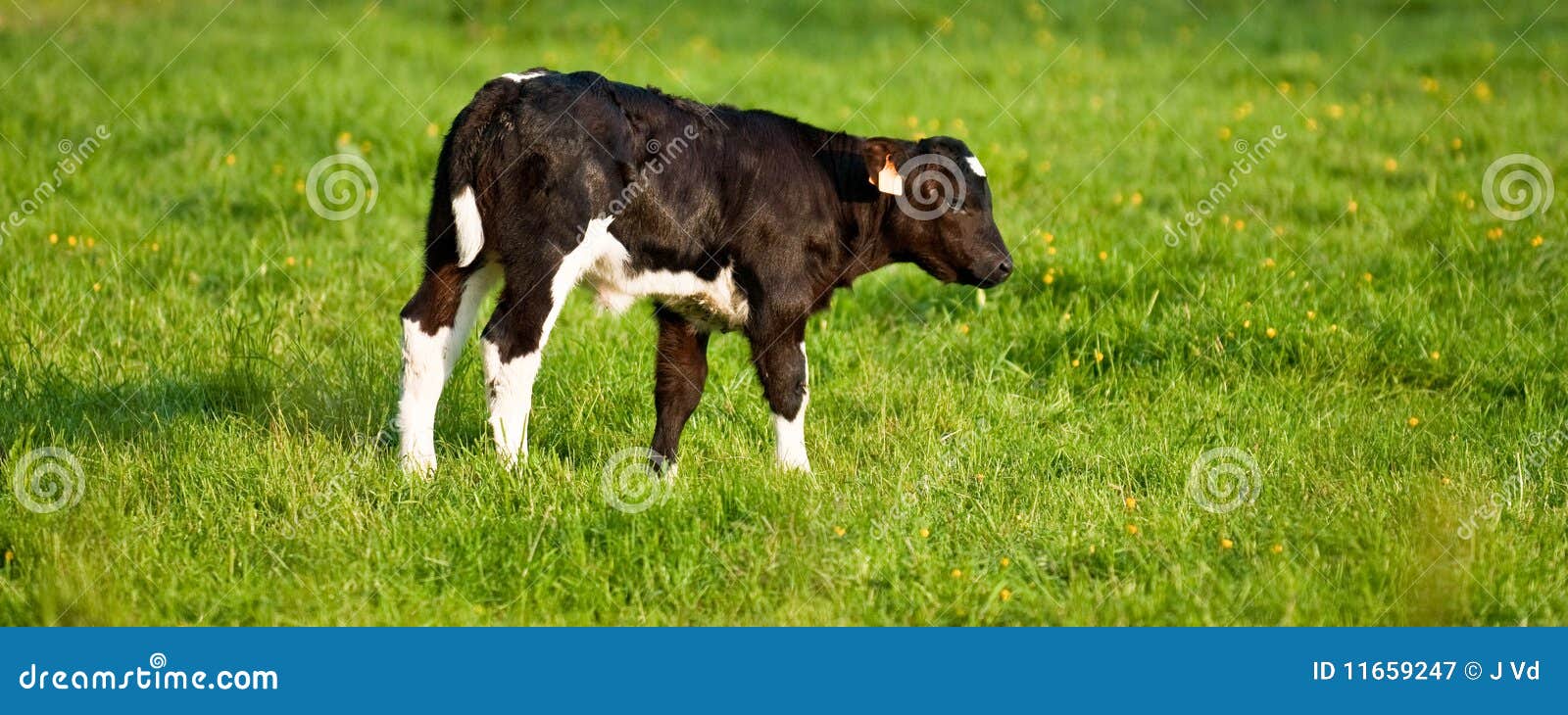 Calf with green background stock image. Image of mammal - 11659247