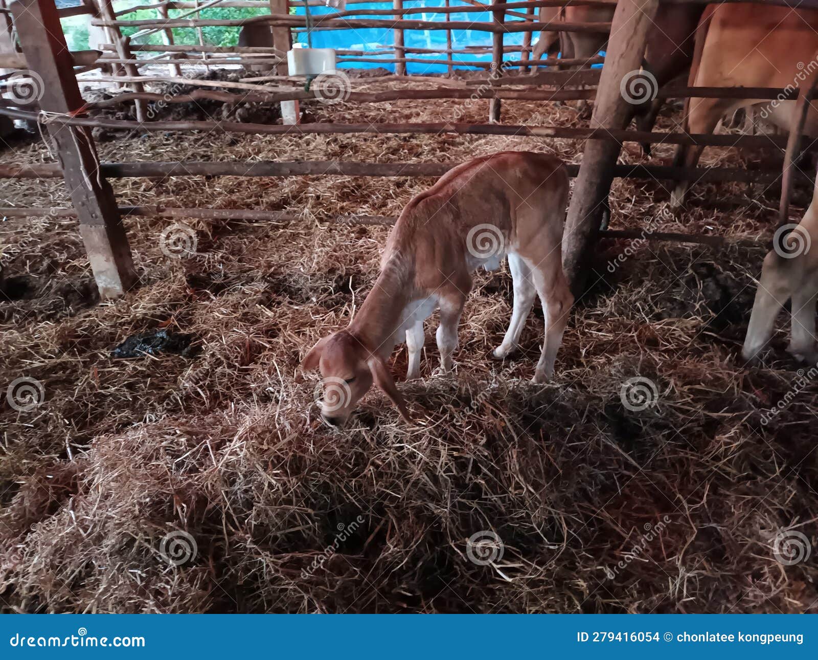 The Calf Has Just Given Birth for the First Day. Stock Photo - Image of ...