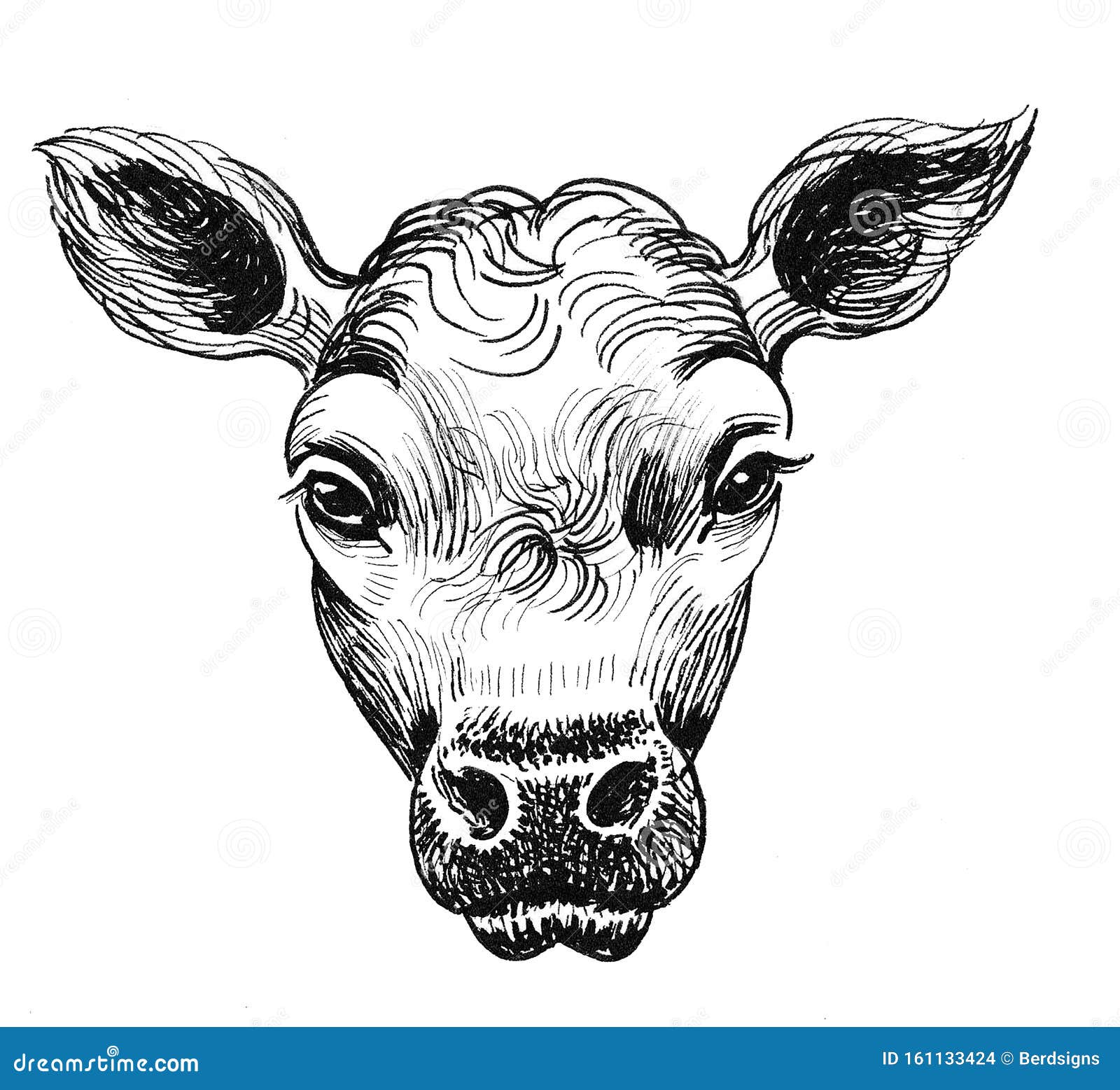 Calf Head Vector Isolated On A White Background. Frontal, Front View ...