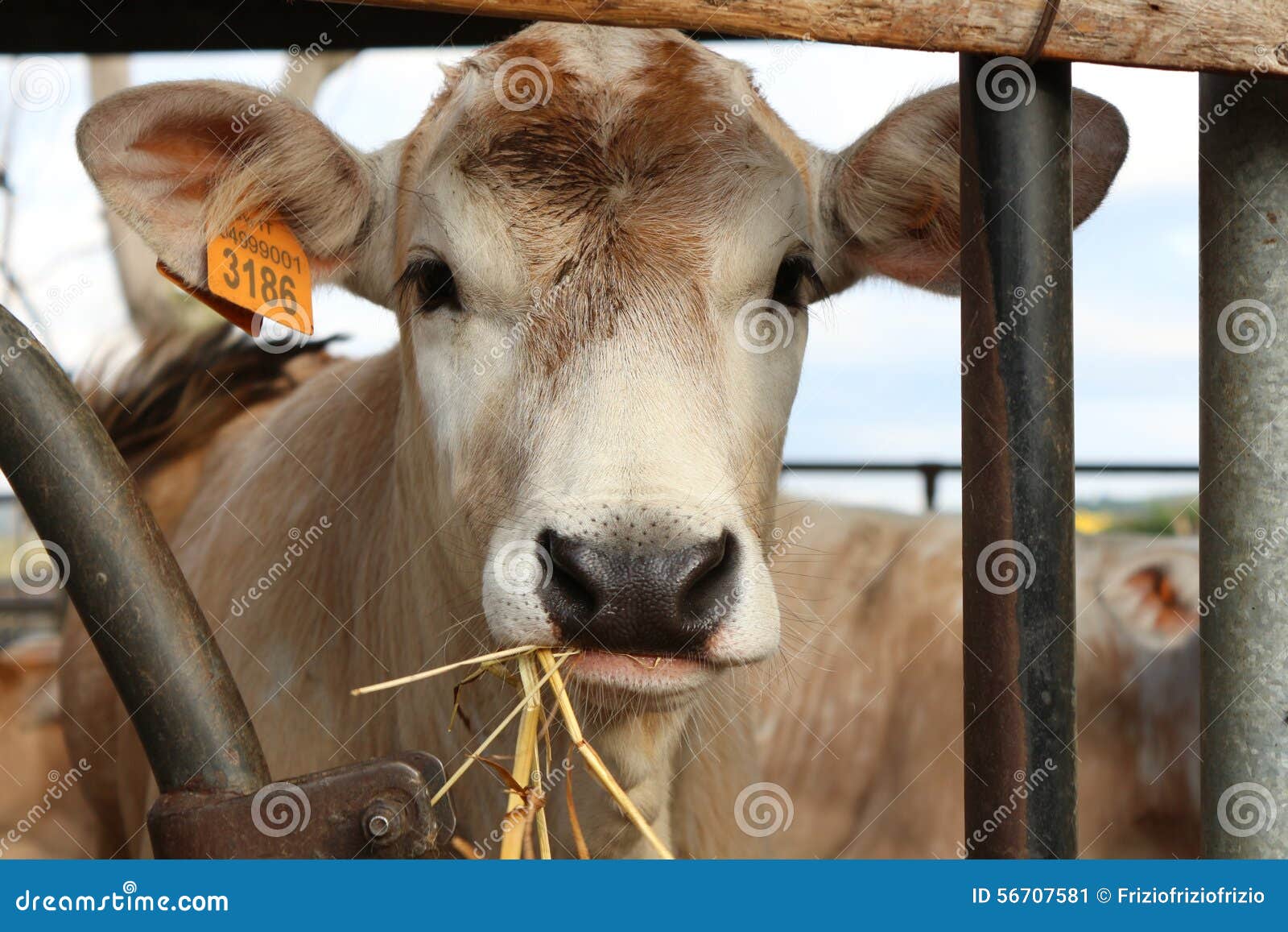 Calf head stock image. Image of sweet, figllio, eyes - 56707581