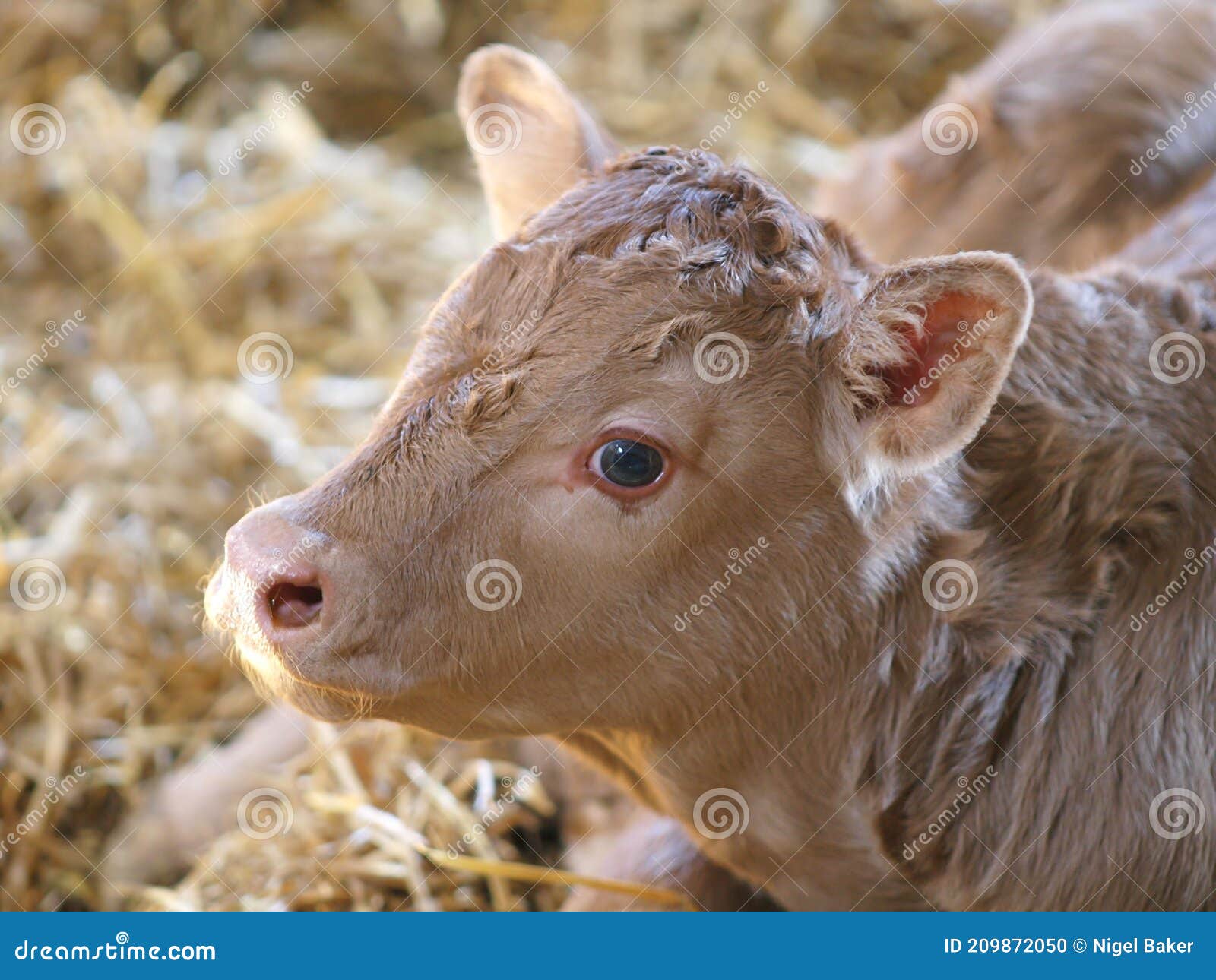 Calf Head Shot stock photo. Image of herd, bullock, production - 209872050