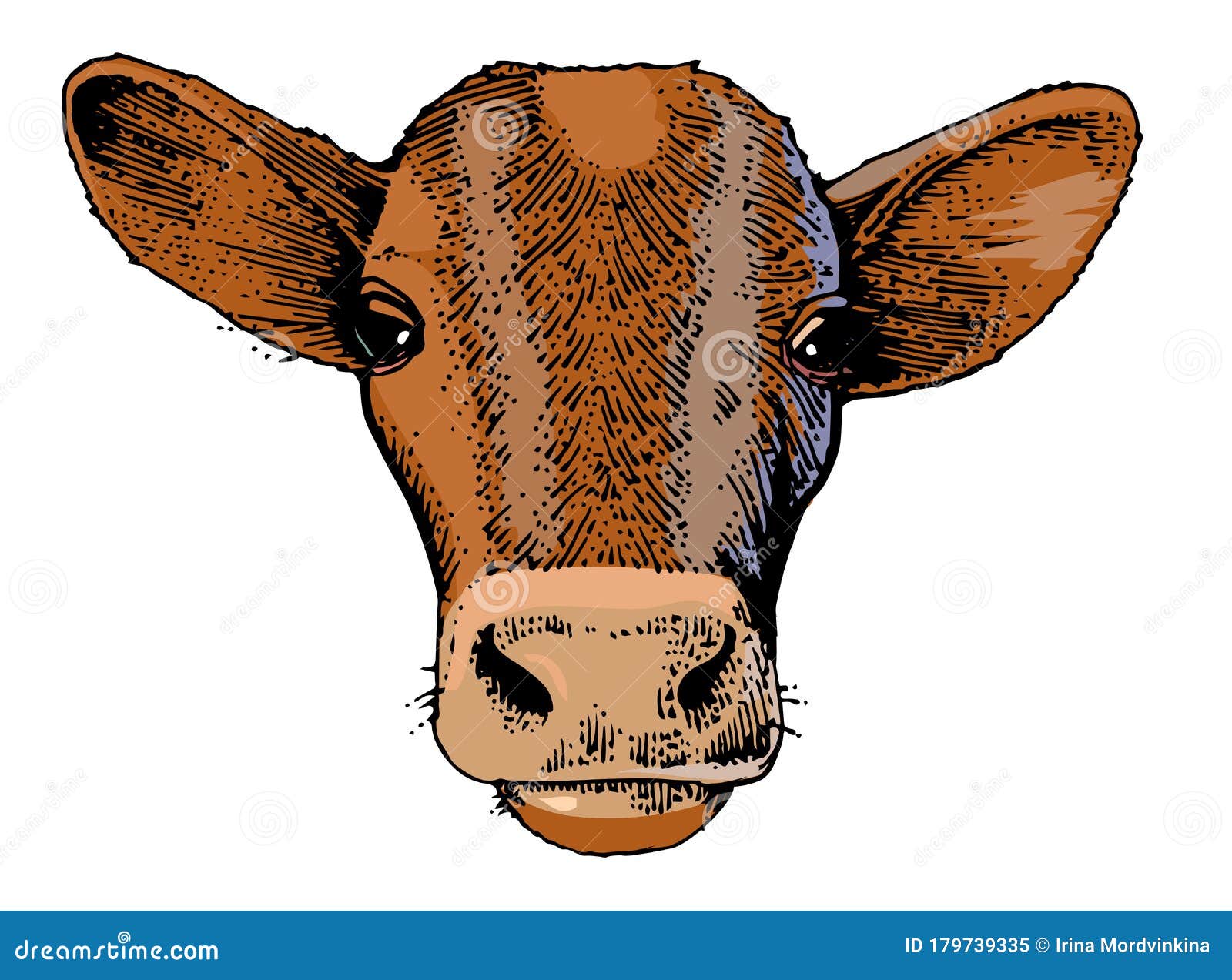 Calf Head Vector Isolated On A White Background. Frontal, Front View ...
