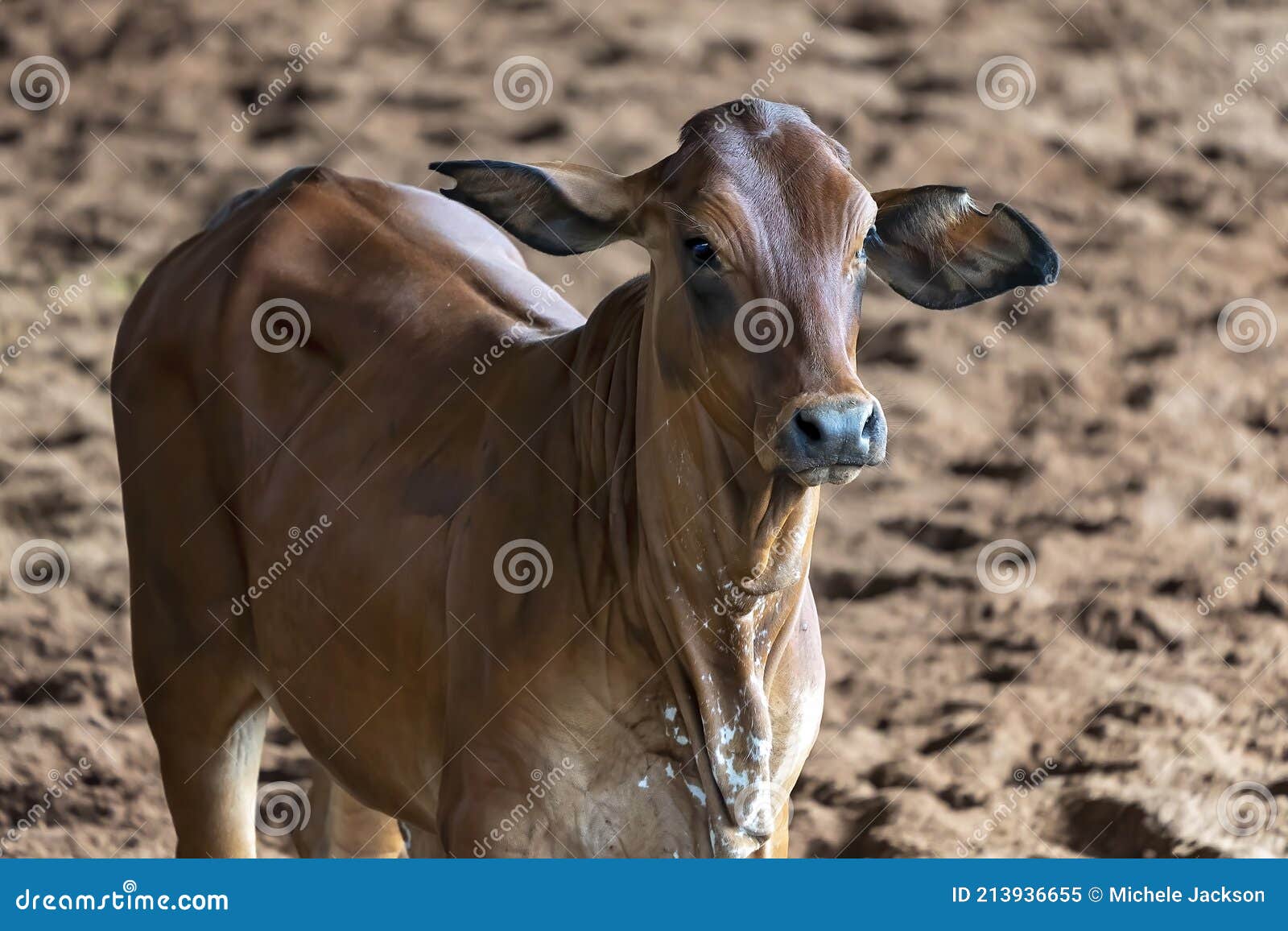 Calf Herded Into Rodeo Arena Stock Image | CartoonDealer.com #213936655