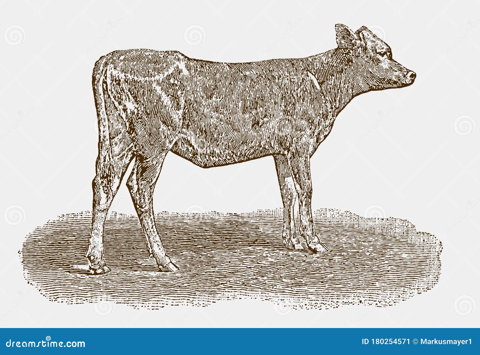 Cow Of A Historical Dairy Cattle Breed From The 19th Century Cartoon ...