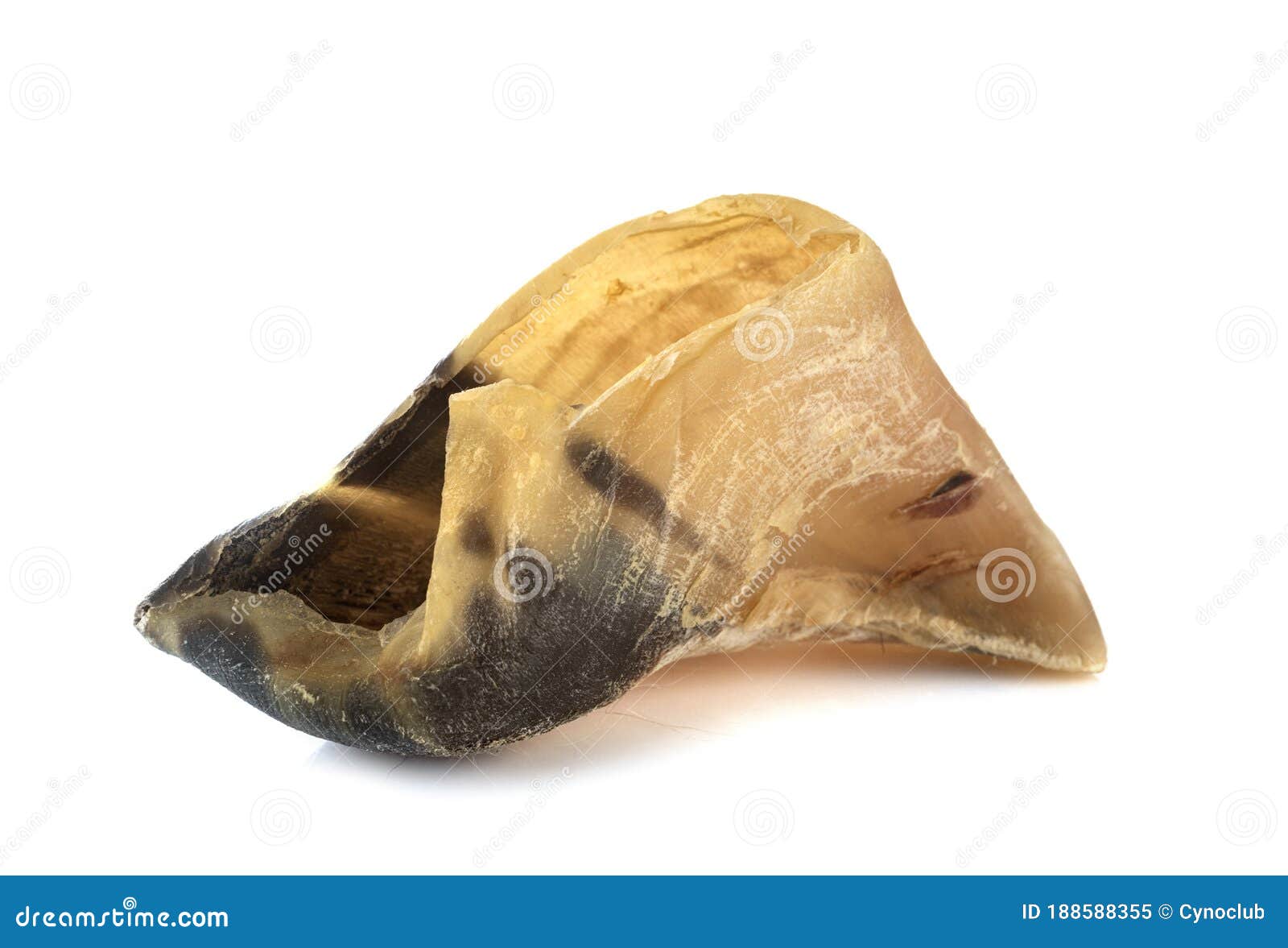 Calf hoof in studio stock image. Image of studio, background - 188588355