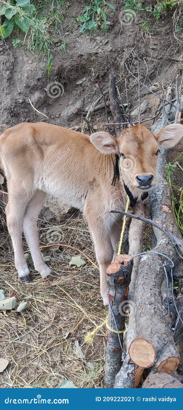 Calf of an India cow breed stock image. Image of wildlife - 209222021