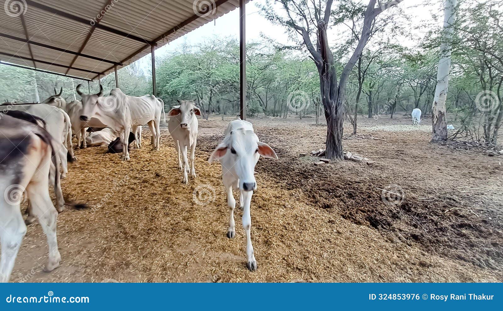 Cow. Indian Desi Cow. Royalty-Free Stock Photo | CartoonDealer.com ...