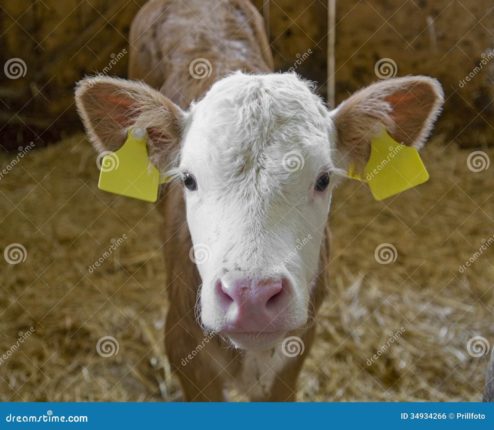 Calf inside of a cow barn stock photo. Image of dairy - 34934266