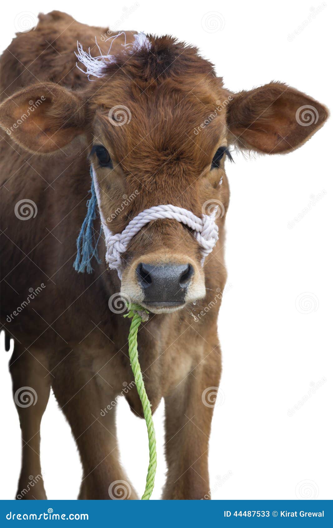 Calf Isolated stock image. Image of nature, cattle, environment - 44487533